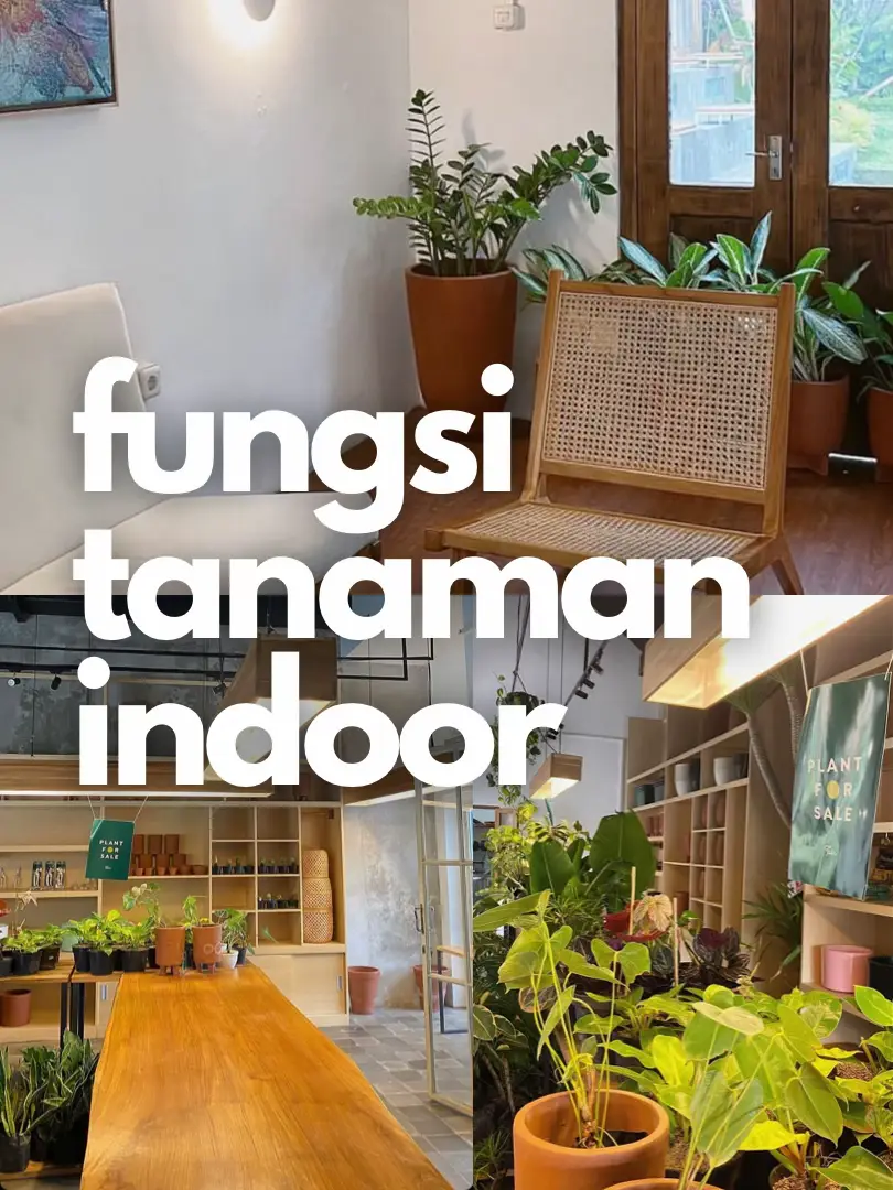 Fungsi Tanaman Indoor 🍃 | Galeri diposting oleh Wils Home | Lemon8