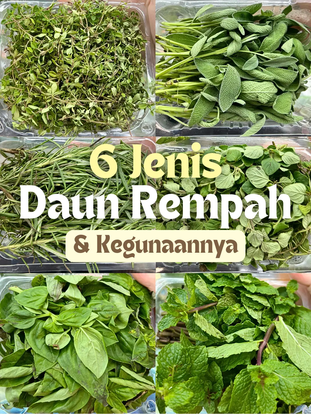 6 Jenis Daun Rempah & Kegunaannya🌱🌿🍀💚 | Gallery posted by Angeline ...