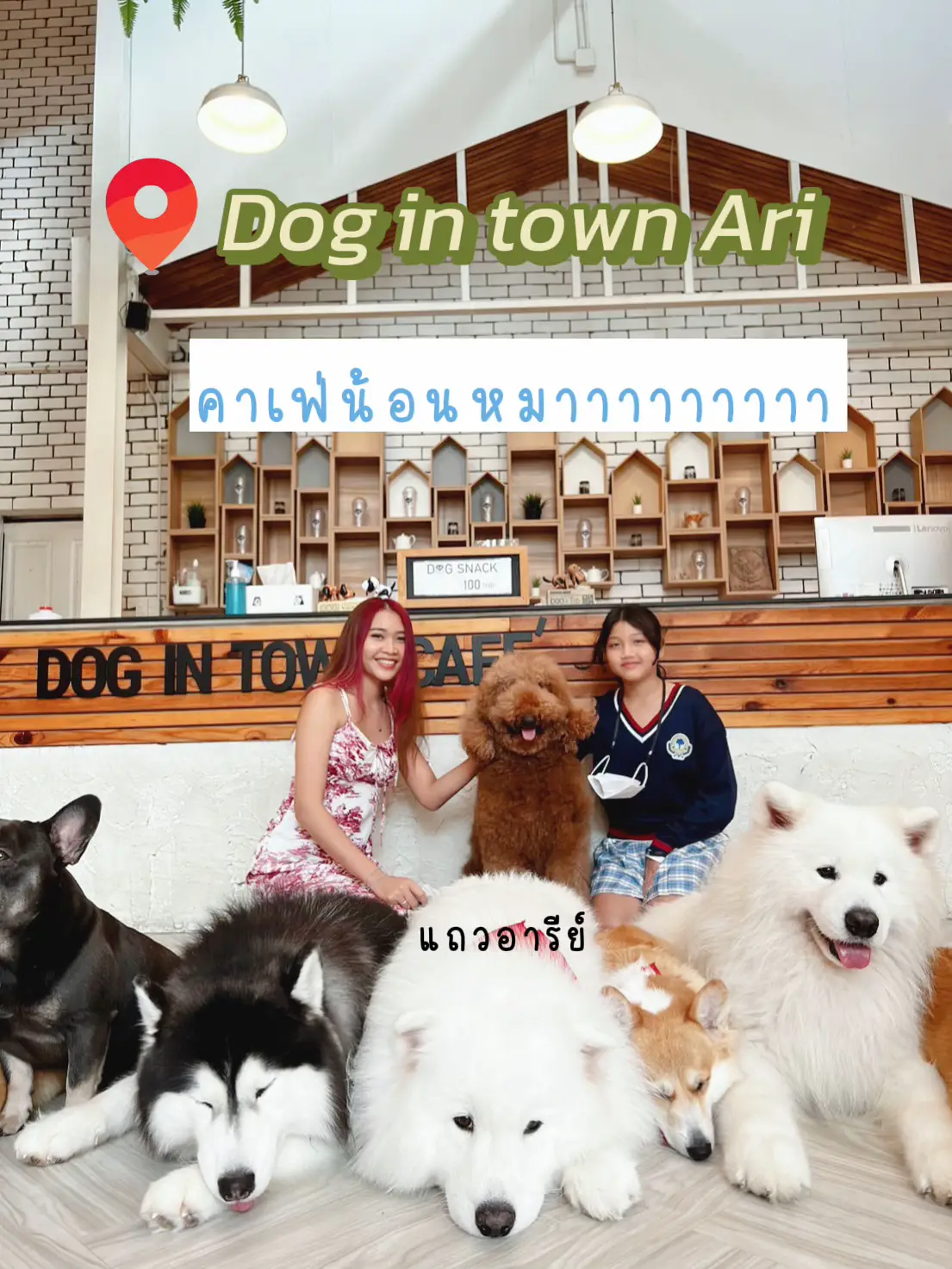 คาเฟ่น้อนหมาแถวอารีย์ - Dog in town Ari | แกลเลอรีที่โพสต์โดย สบายกายย์ ...