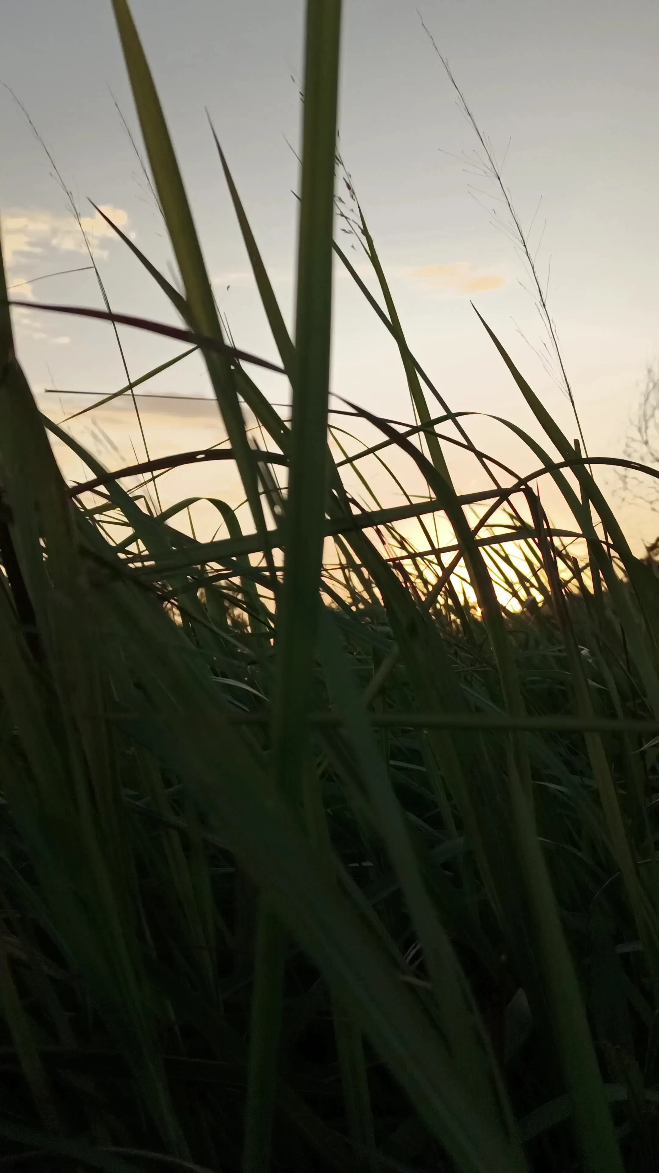 Hike to the top of Bukit Bonduk / Bukit Botak | Video diterbitkan oleh ...