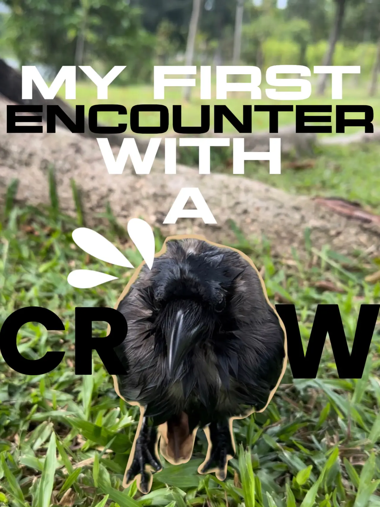 My first encounter with a crow 🐦‍⬛ | Video published by Darren Fong | Lemon8