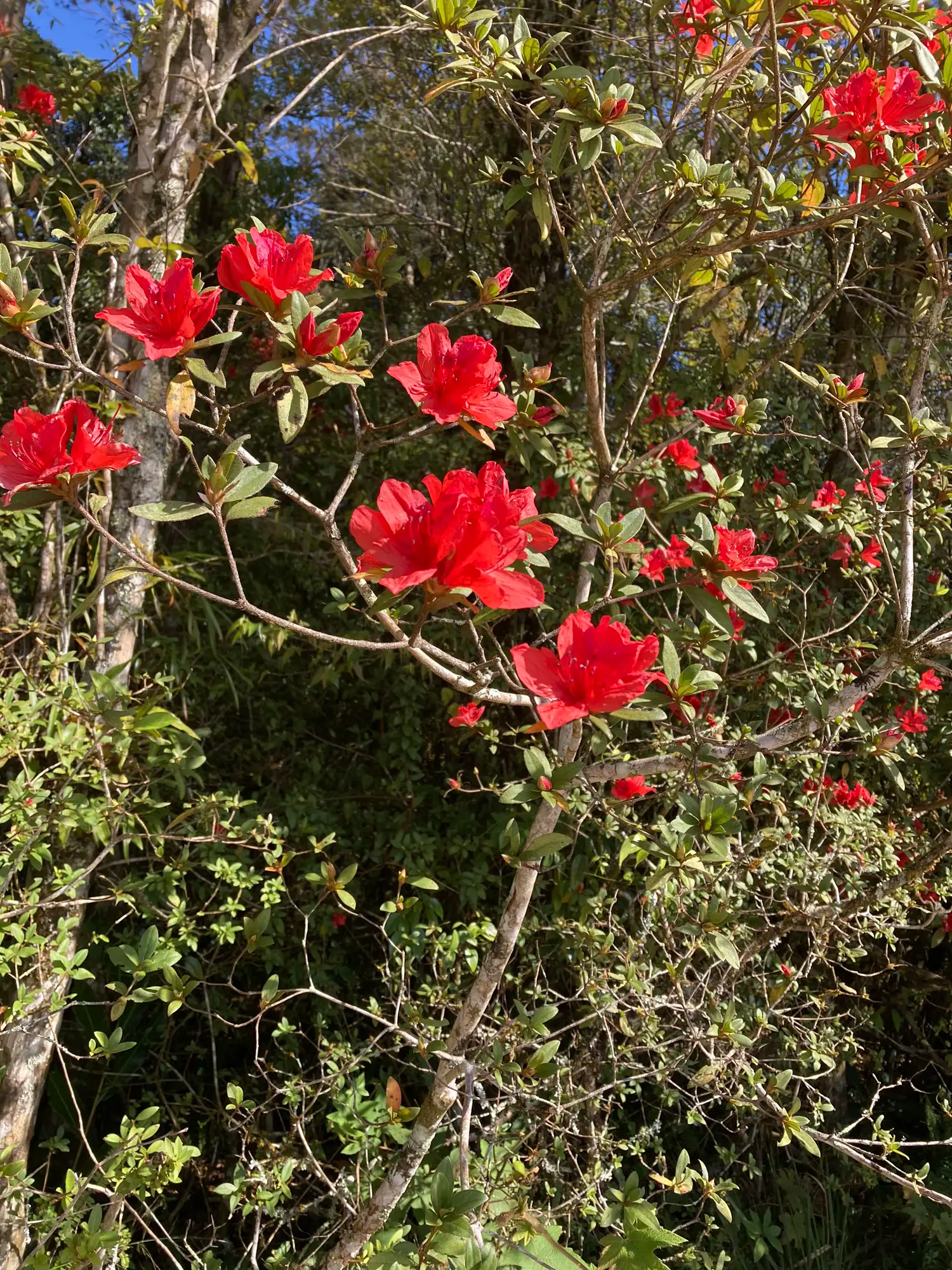 ที่ภูหลวง จ เลย ก็มีใบเมเปิ้ลเปลี่ยนสีแล้วนะ | แกลเลอรีที่โพสต์โดย aew | Lemon8