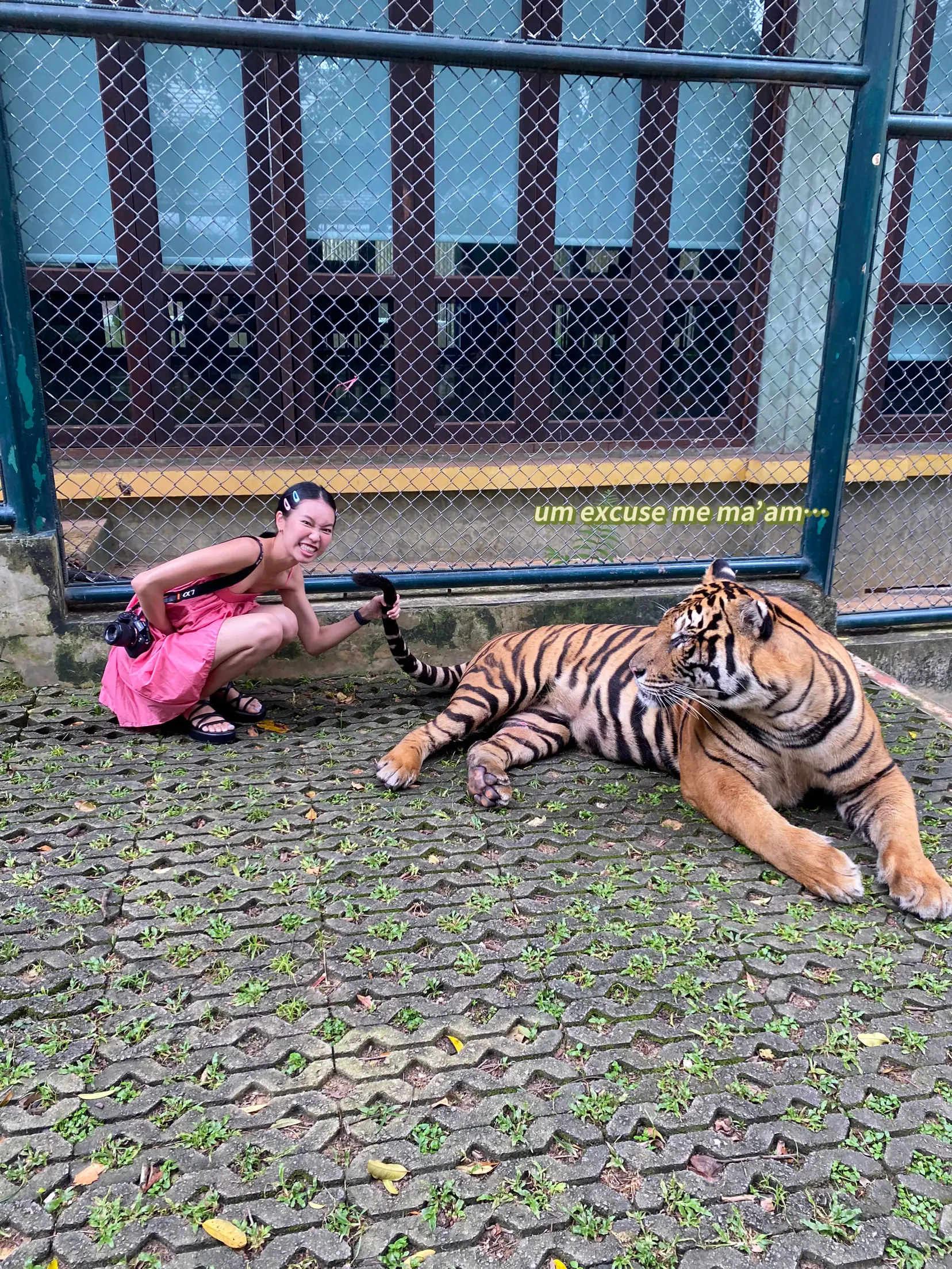 Pet a Big Tiger in Phuket! | Gallery posted by Dione | Lemon8