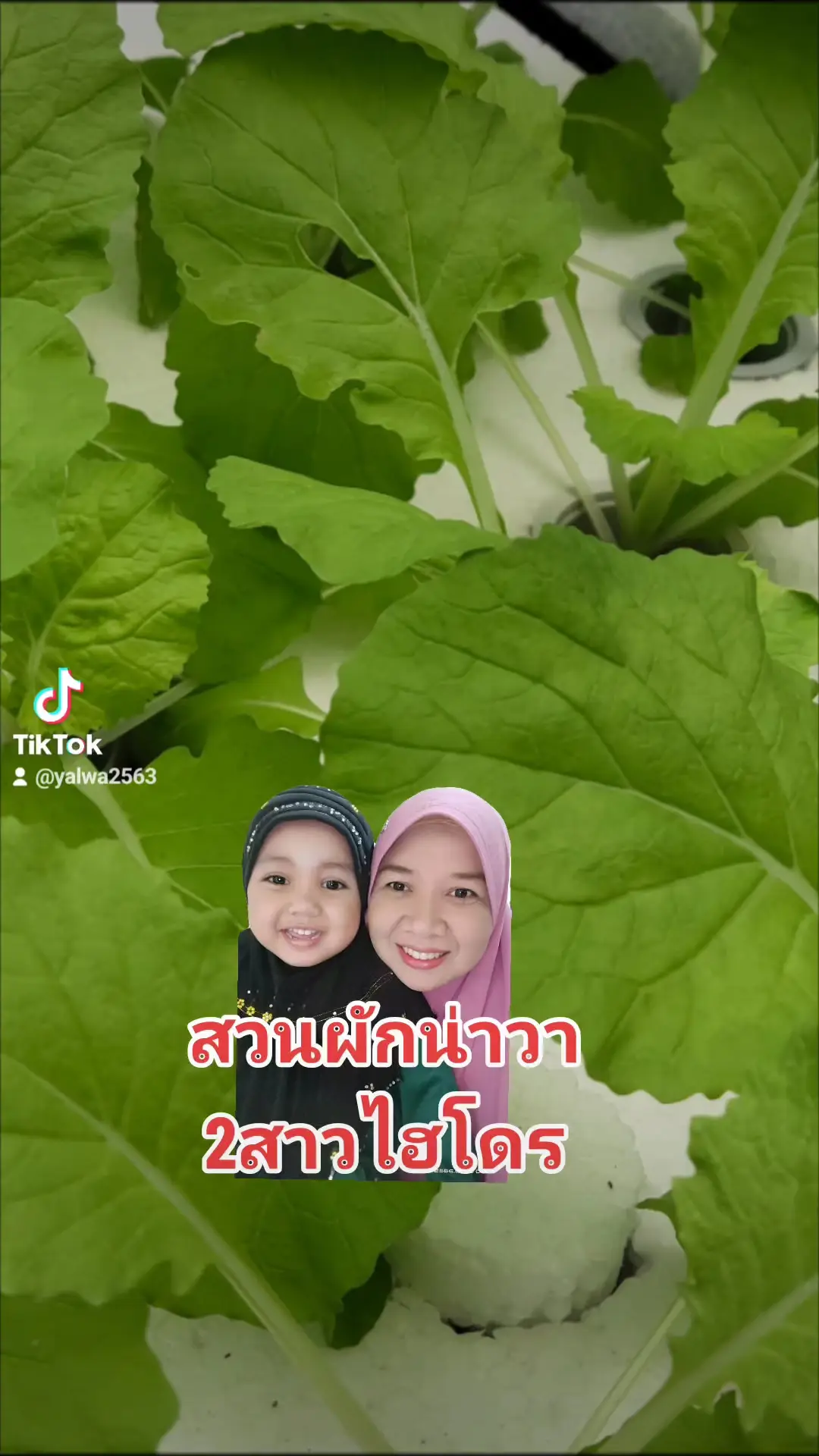 สวนผักของฉัน | วิดีโอที่เผยแพร่โดย Raina Yunu | Lemon8