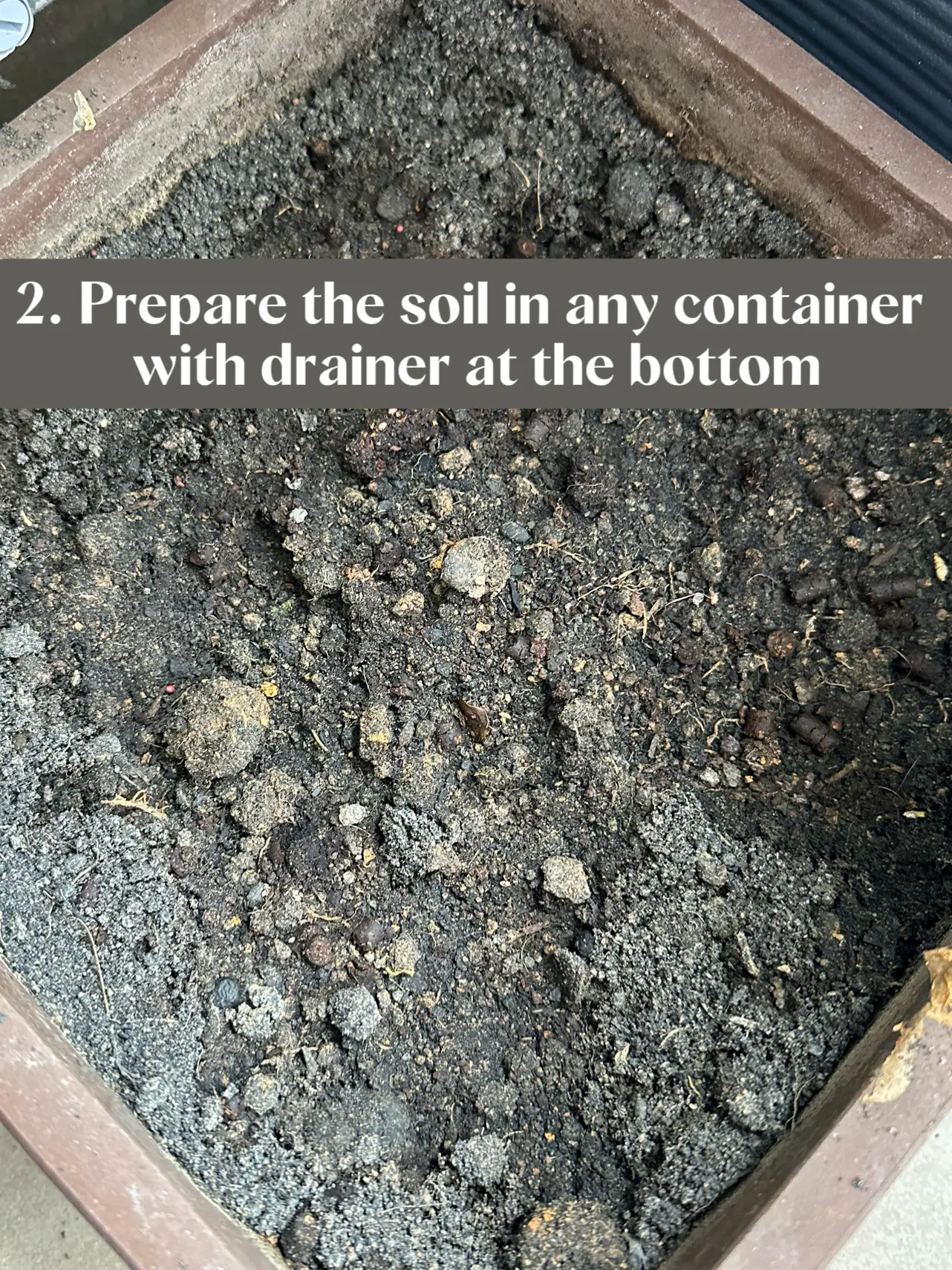 How to Grow Bok Choy in Balcony Garden 🪴 | Galeri disiarkan oleh Cathy ...