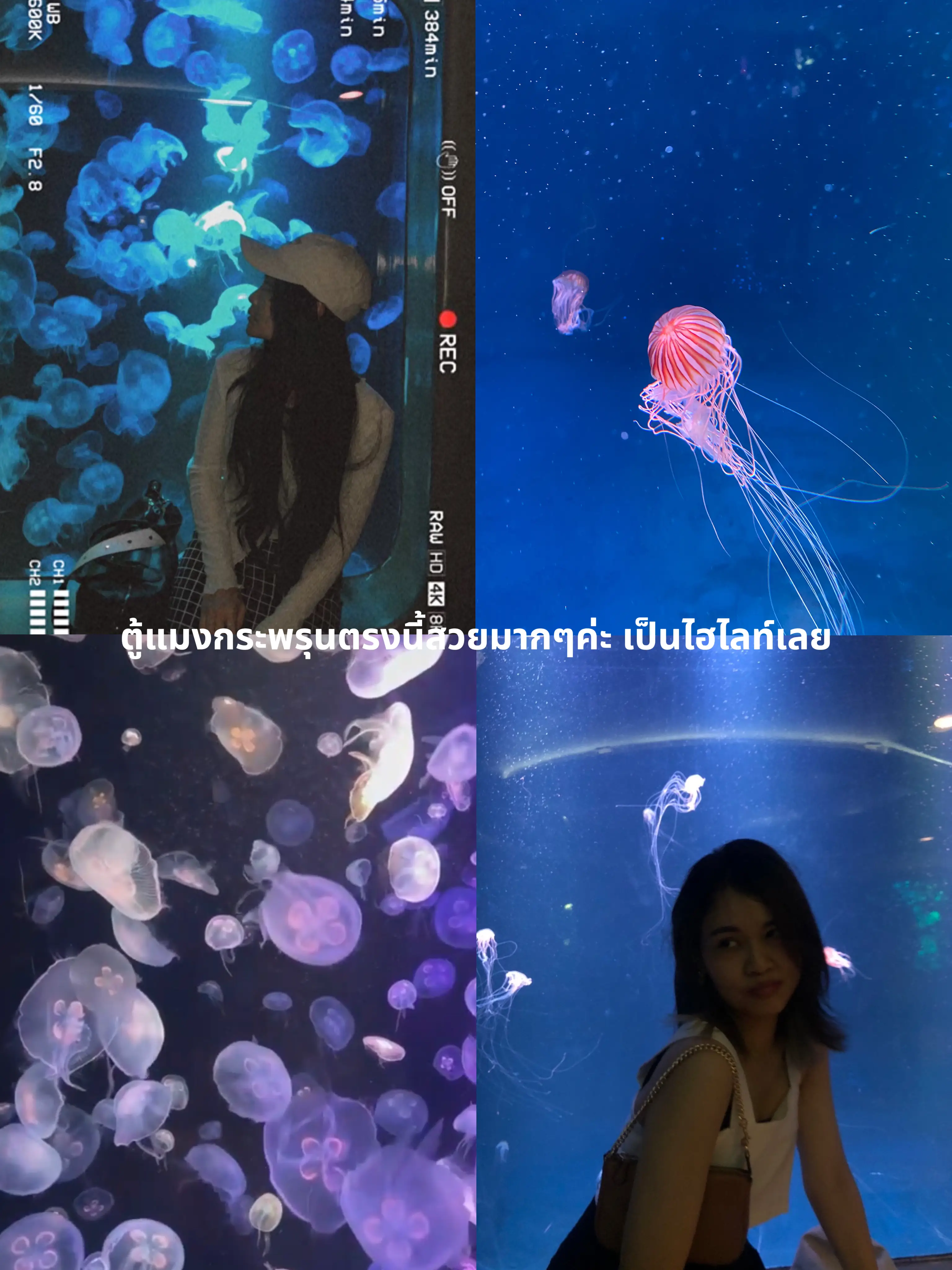 เที่ยวอควาเรียมบางแสนแบบฟีลๆจอยๆ 🐠🐠🐟 | แกลเลอรีที่โพสต์โดย OUN | Lemon8