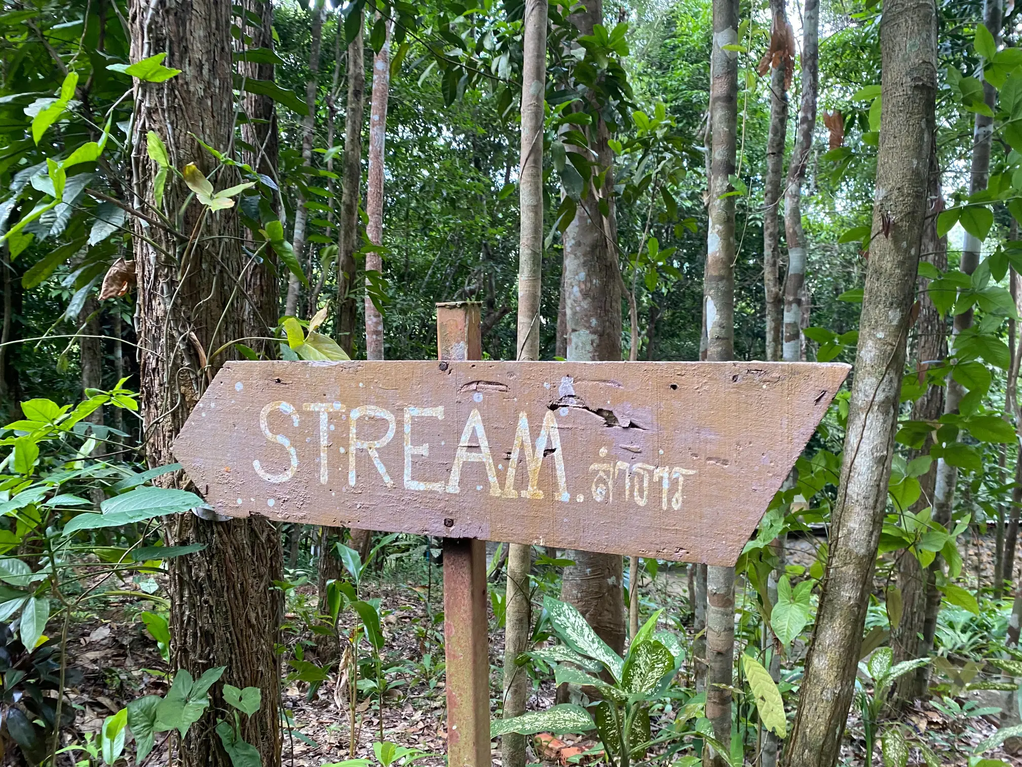 คาเฟ่ (ไม่) ลับกลางป่า🍃 "แลผาคาเฟ่ & Chestnut Hill" | แกลเลอรีที่โพสต์ ...