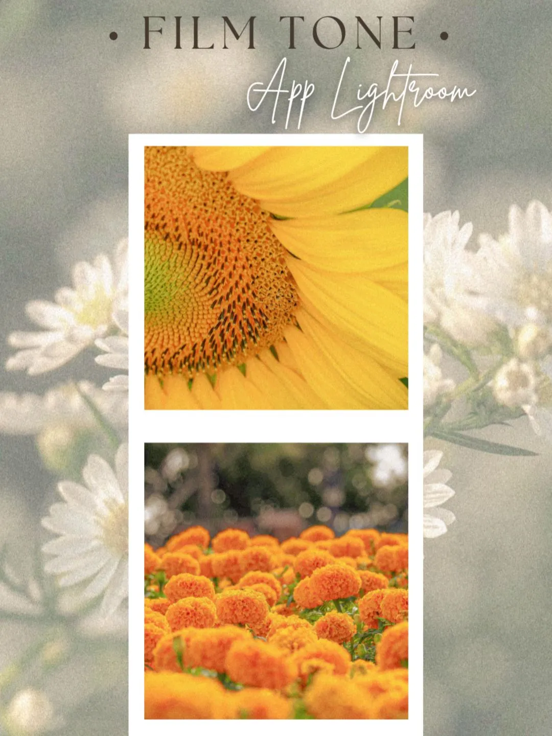 แจกโทน flowers film tone | App Lightroom | แกลเลอรีที่โพสต์โดย Mozkonn ...