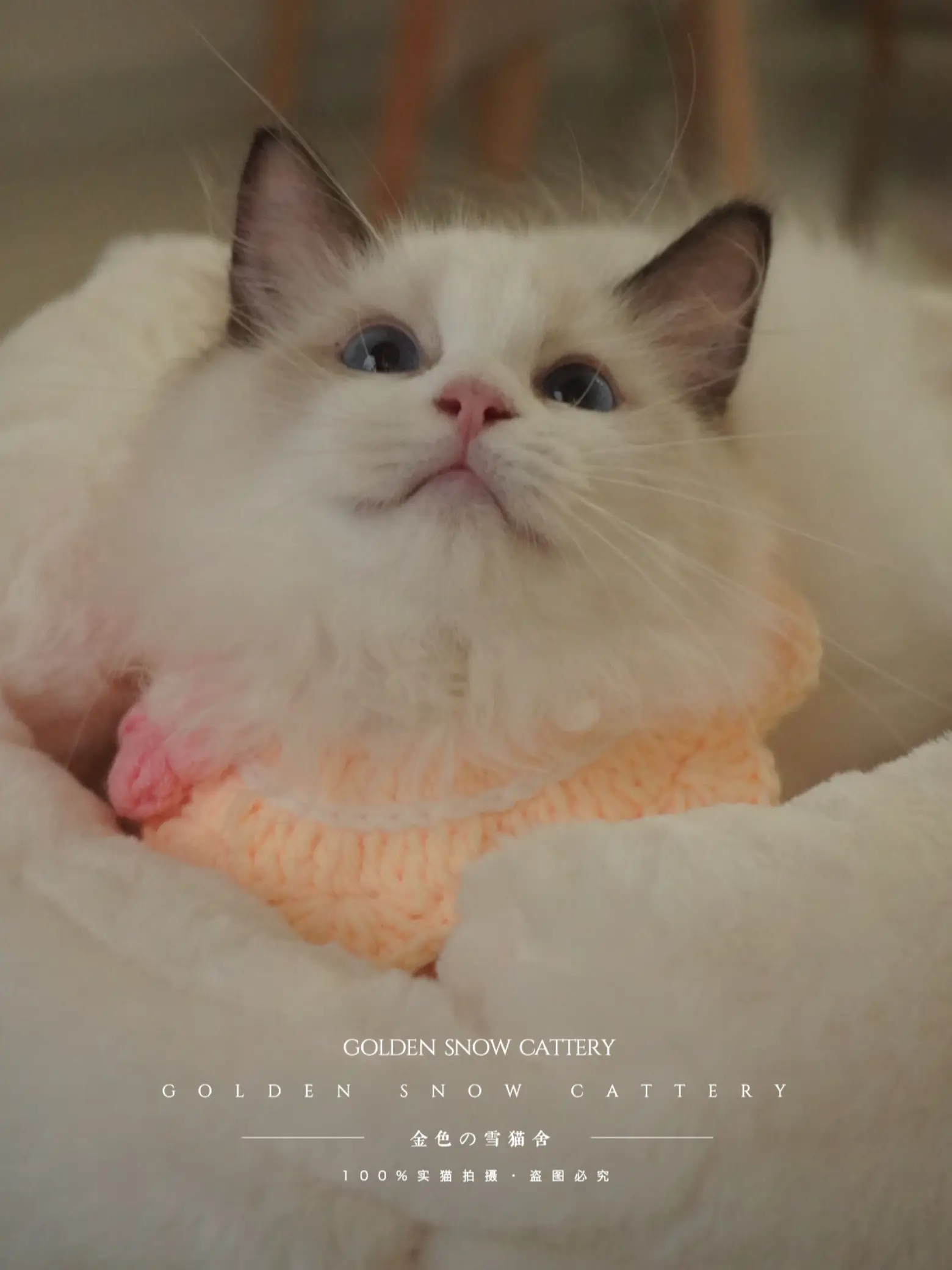 🇲🇾Ragdoll kitten untuk rehome | Galeri diposting oleh Goldensnow | Lemon8