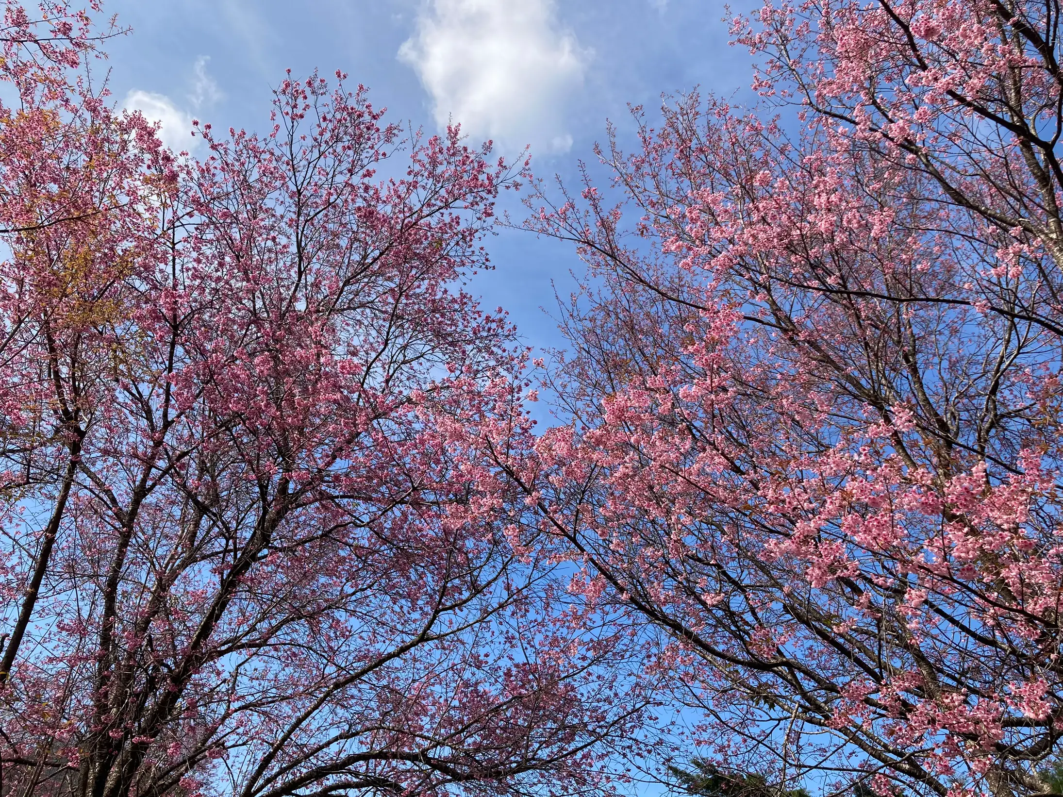 พญาเสือโคร่ง ขุนวาง 19-20 มกราคม 2566 | แกลเลอรีที่โพสต์โดย นานนานเที่ยวที | Lemon8