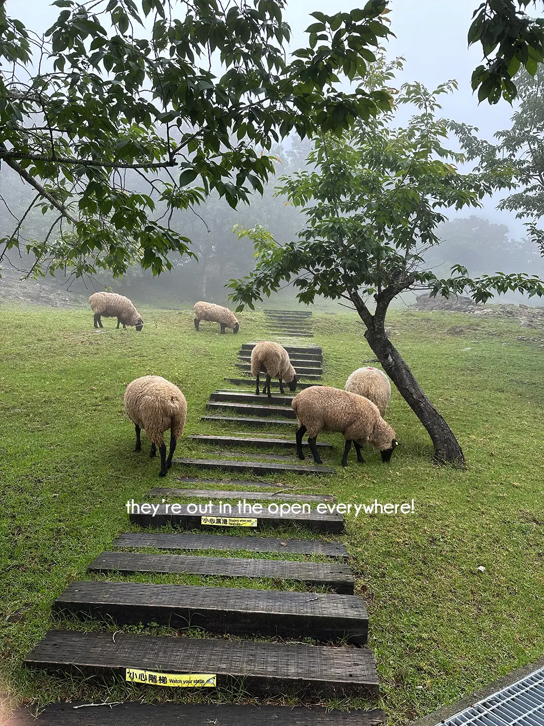 living my farm girl dreams in this sheep farm 🐑 | แกลเลอรีที่โพสต์โดย ...
