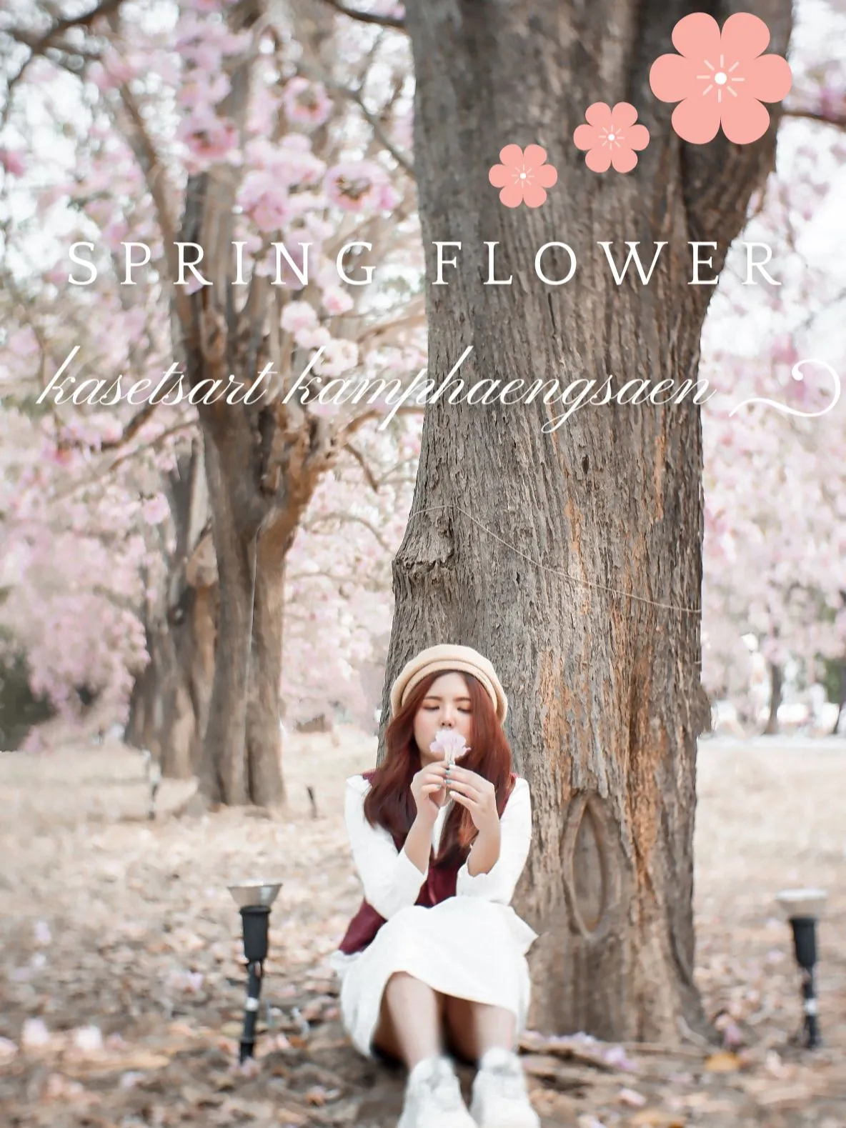 ชมพูพันธุ์ทิพย์ 🌸 บานแล้วนะทุกคนนน | แกลเลอรีที่โพสต์โดย Ploy's Memory | Lemon8