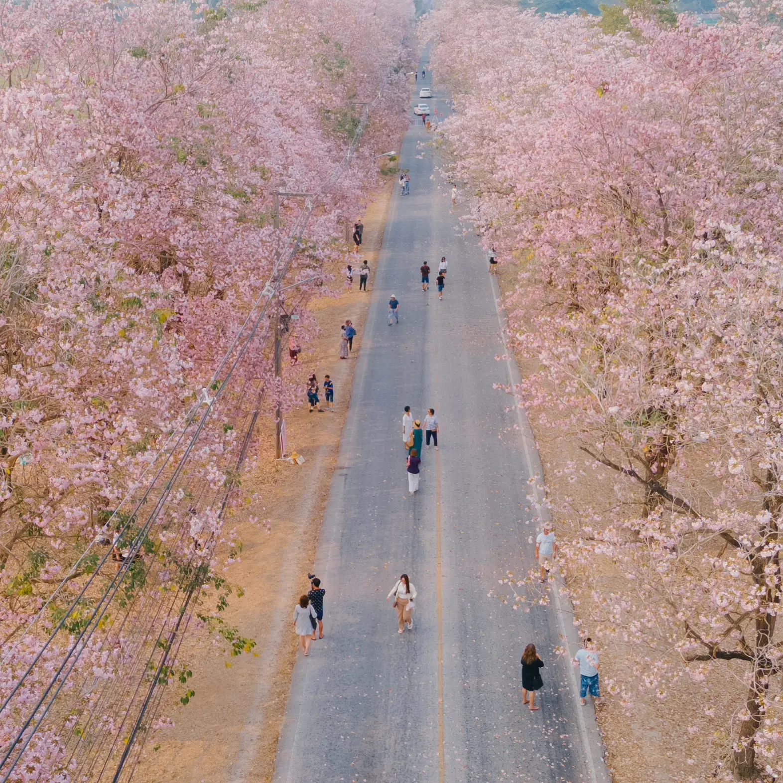 ชมพูพันธุ์ทิพย์ #กำแพงแสน 2023 🌸🍃 | แกลเลอรีที่โพสต์โดย lbzero | Lemon8