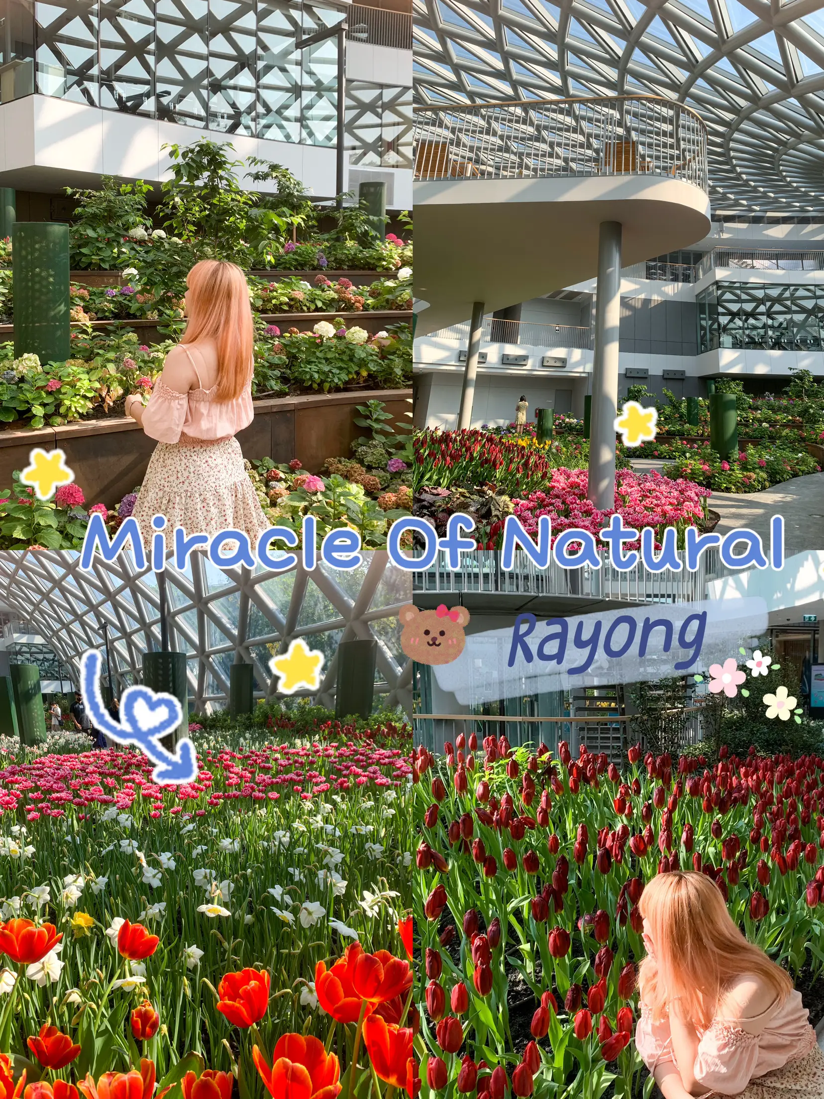 Miracle Of Natural | Rayong สวนดอกไม้เมืองหนาว 🌷 | แกลเลอรีที่โพสต์โดย ...