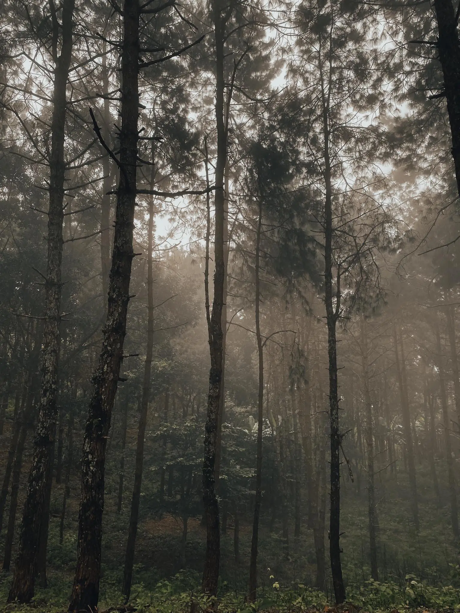 ดอยผาสามเหลี่ยม เดินง่าย ป่าสวย | แกลเลอรีที่โพสต์โดย Nit Niramon | Lemon8