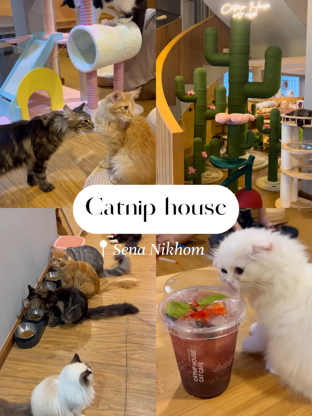 Catnip house คาเฟ่แมวย่านม.เกษตร ใกล้BTSเสนานิคม | แกลเลอรีที่โพสต์โดย ...