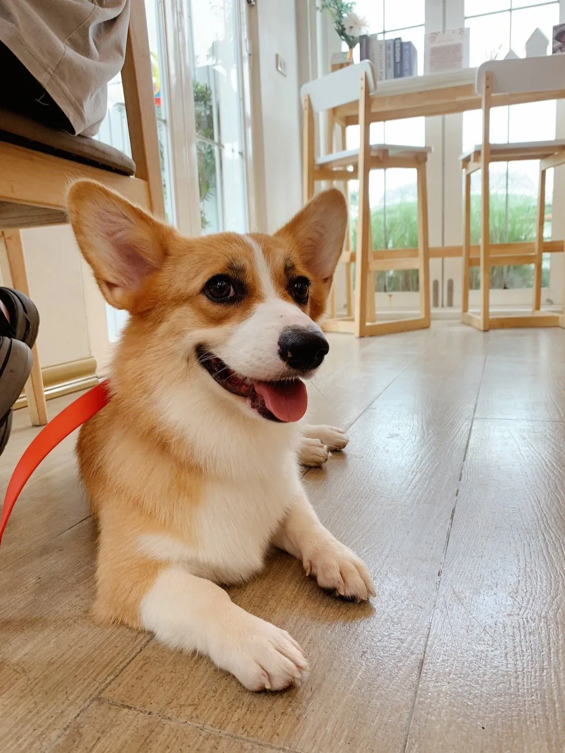 Oliva cafe คาเฟ่น้องหมาเข้าได้ปทุมธานี | แกลเลอรีที่โพสต์โดย aster.corgi | Lemon8