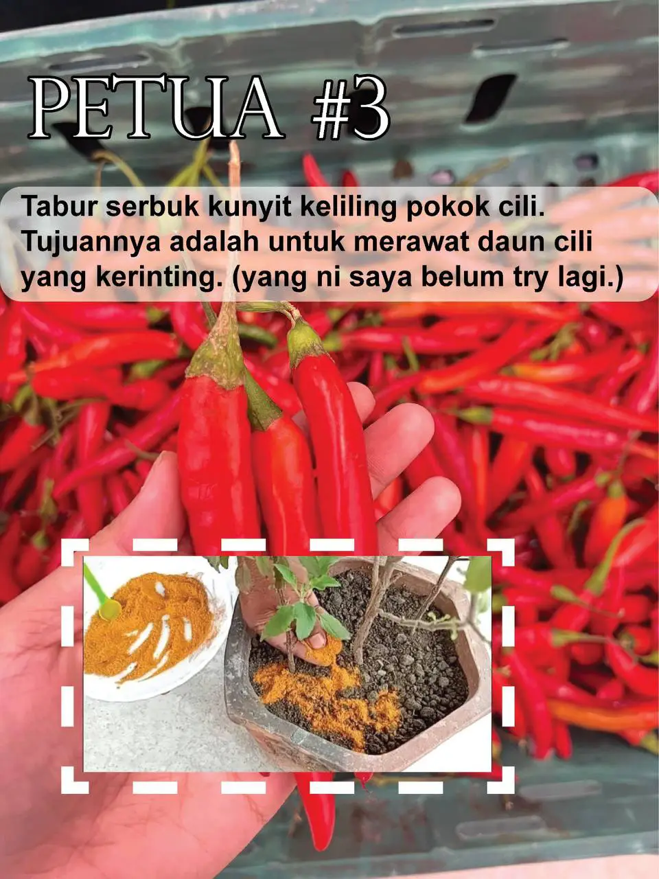 PETUA TANAM POKOK CILI BERBUAH LEBAT | Galeri disiarkan oleh ...