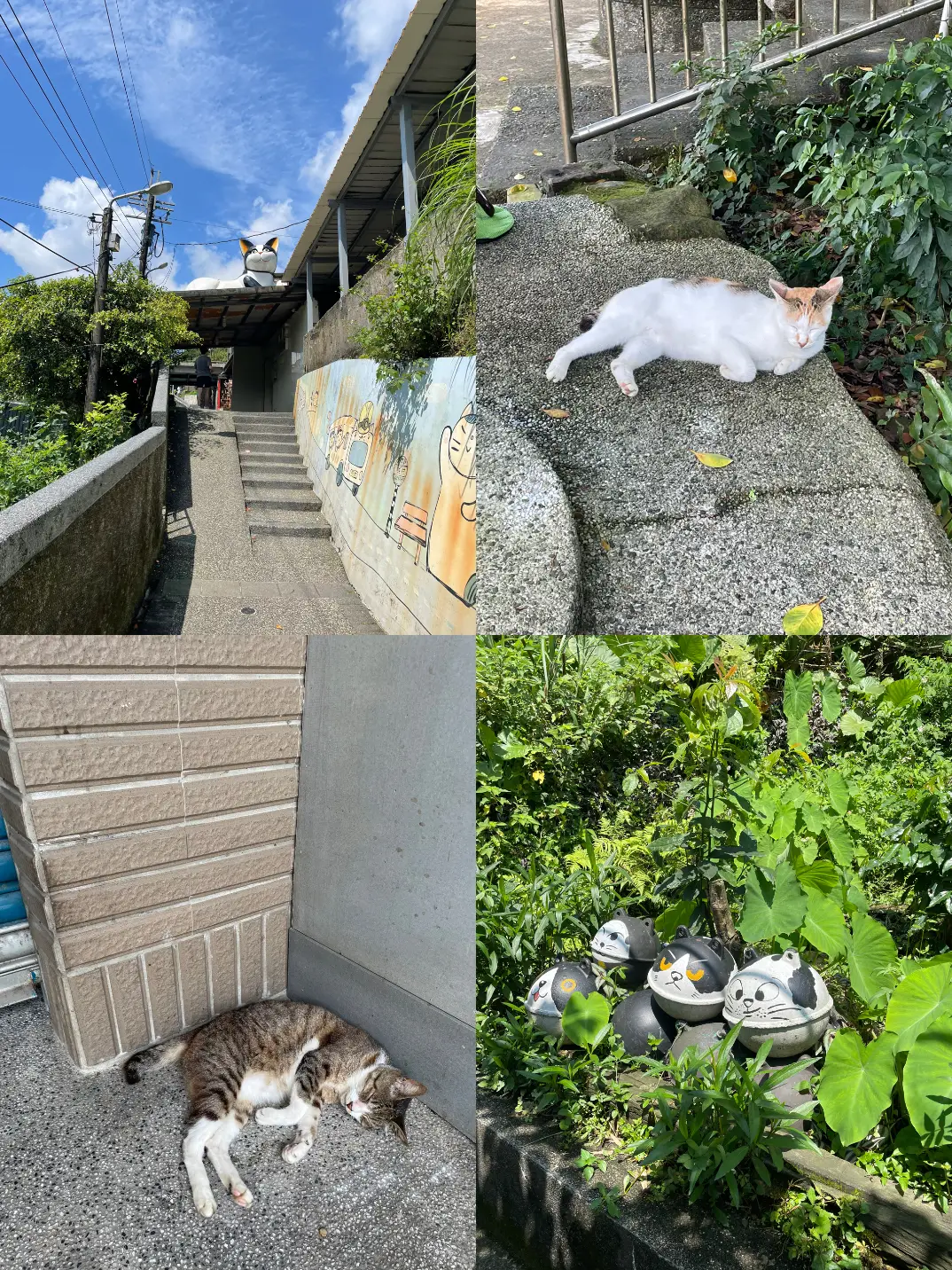 Houtong Cat Village 😽 | แกลเลอรีที่โพสต์โดย ByBeam 🐛 | Lemon8