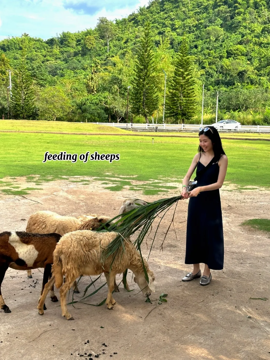 capybara bangkok - Lemon8 Search