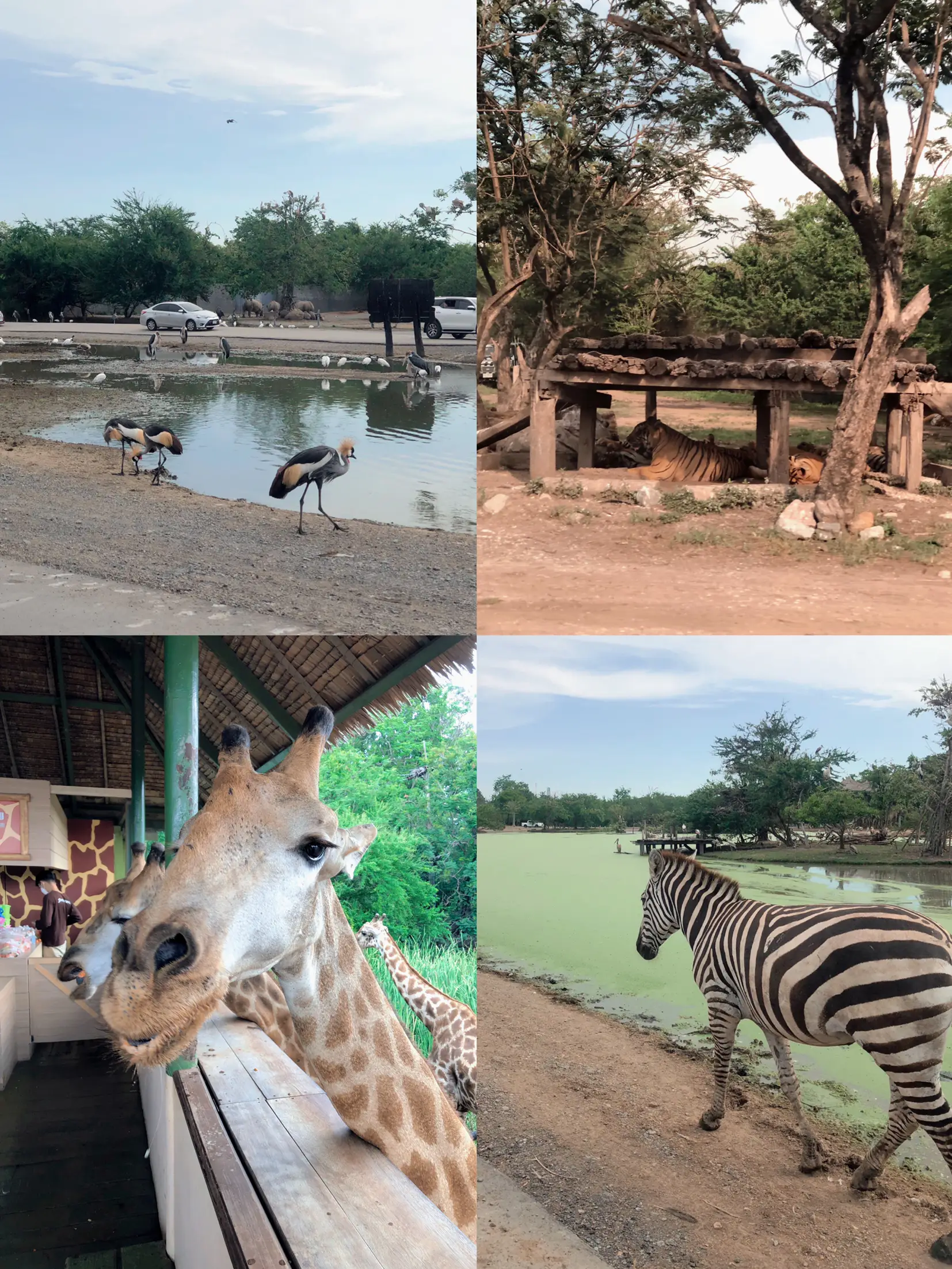 สวนสัตว์ย้อนวัย @ซาฟารีเวิลด์ 🦒 | แกลเลอรีที่โพสต์โดย k thika | Lemon8