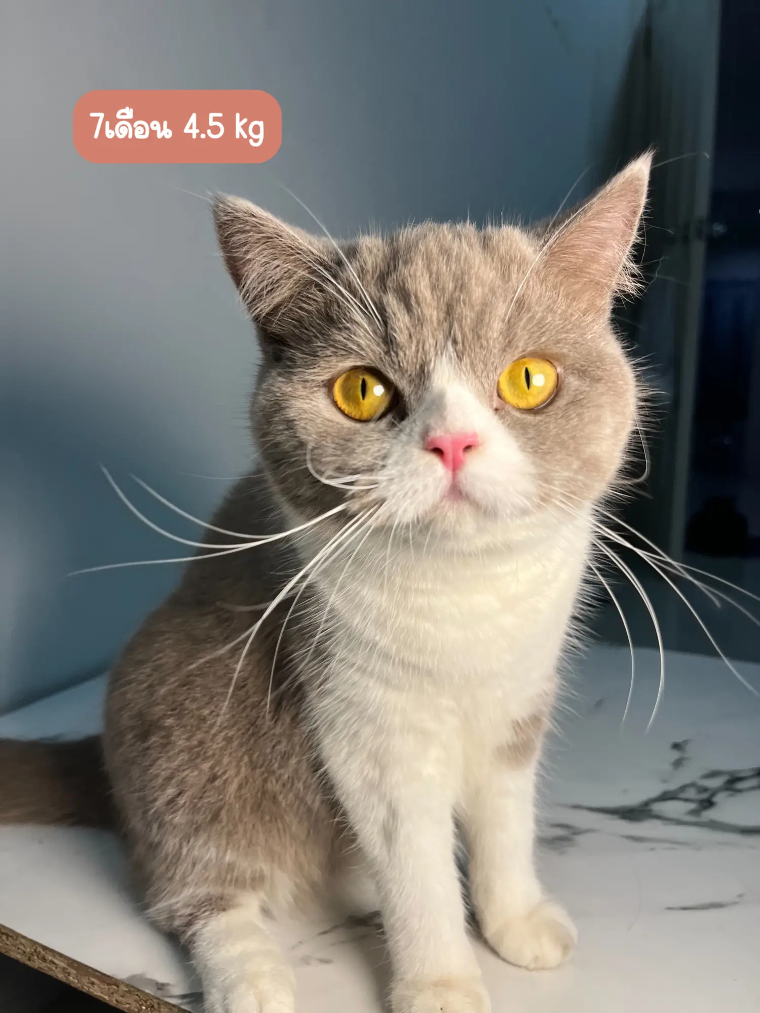 มาดูแลแมวอนุบาลที่แม่ไม่เลี้ยงกันเถอะ | แกลเลอรีที่โพสต์โดย NOEY_kobi_kuma | Lemon8