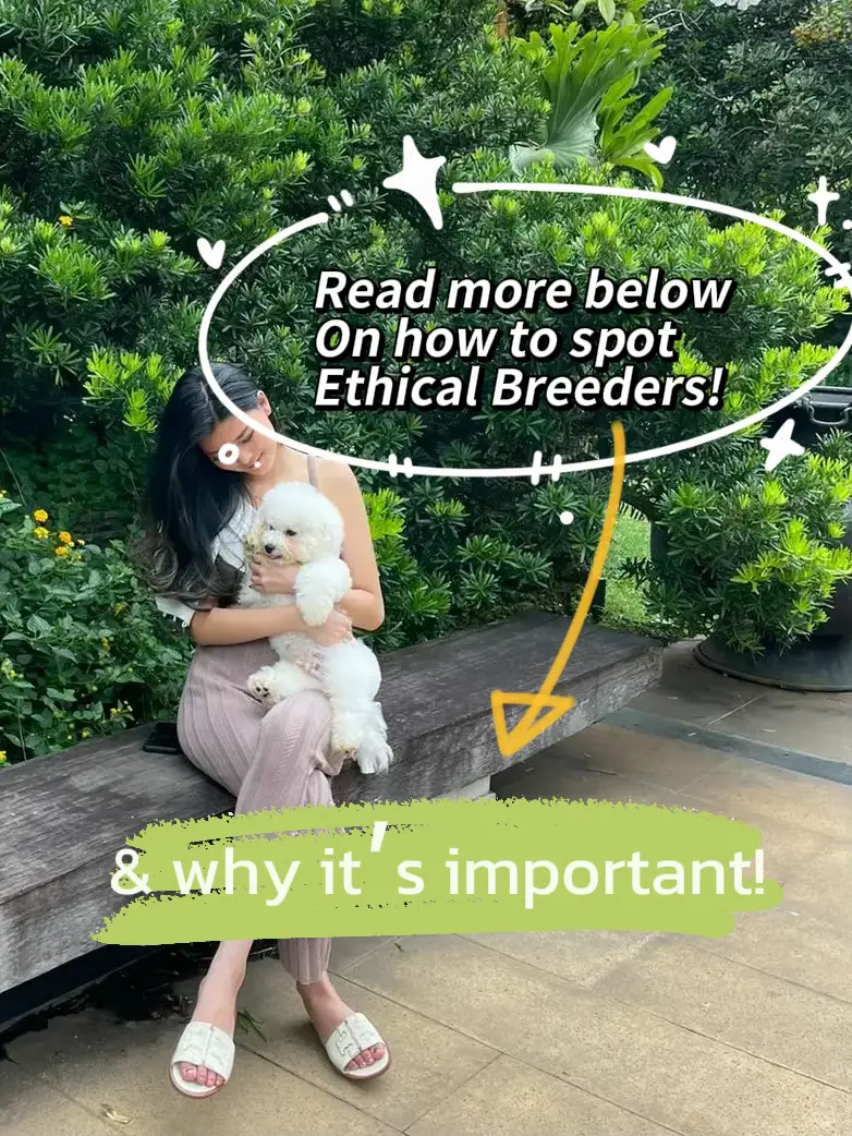DOGGY 100 JUTA?? Ethical Breeding 101 | Galeri diposting oleh Odelia ...