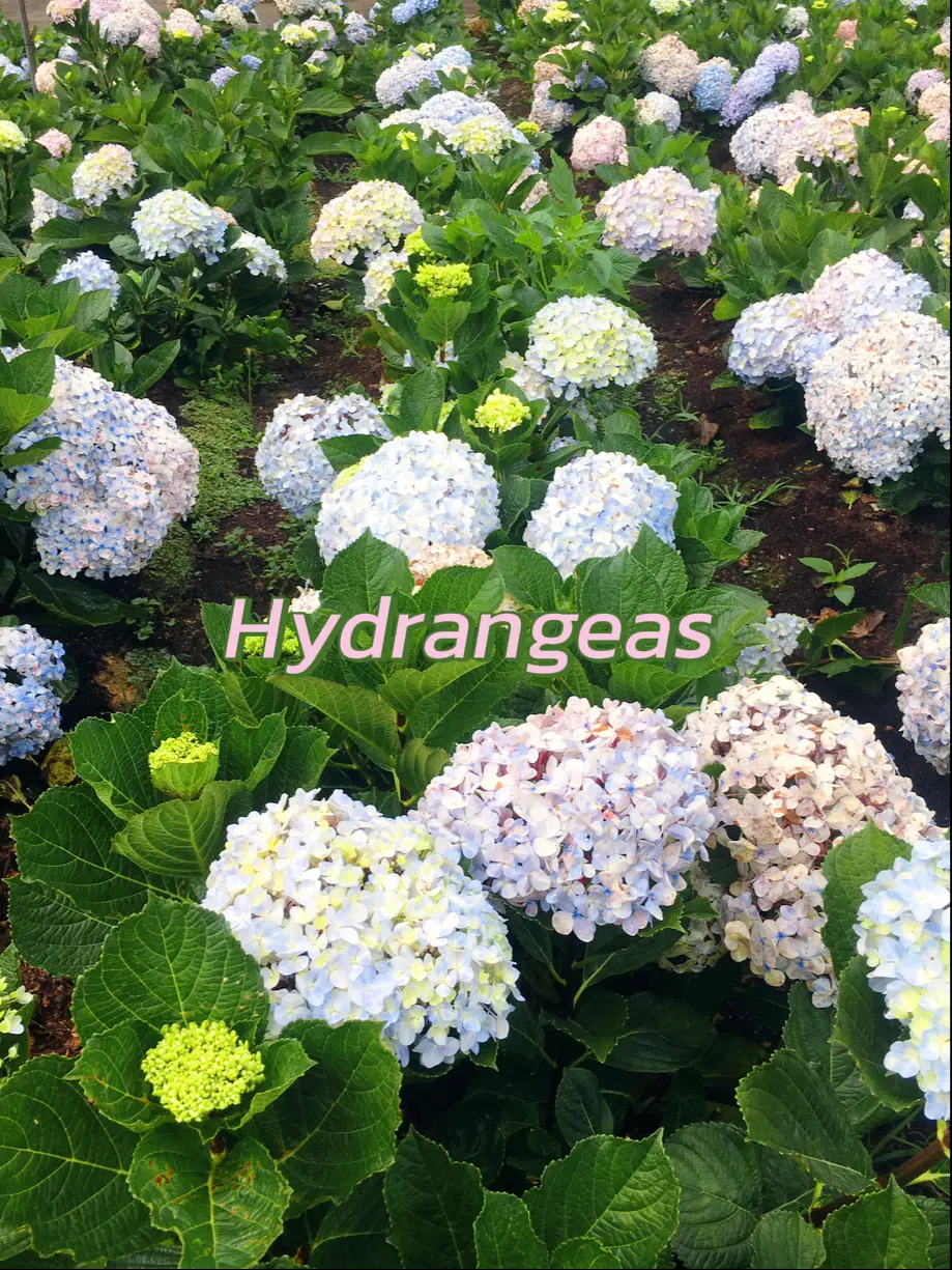 LADANG TEH BOH SG PALAS,CAMERON HIGHLANDS | Galeri disiarkan oleh Sue ...