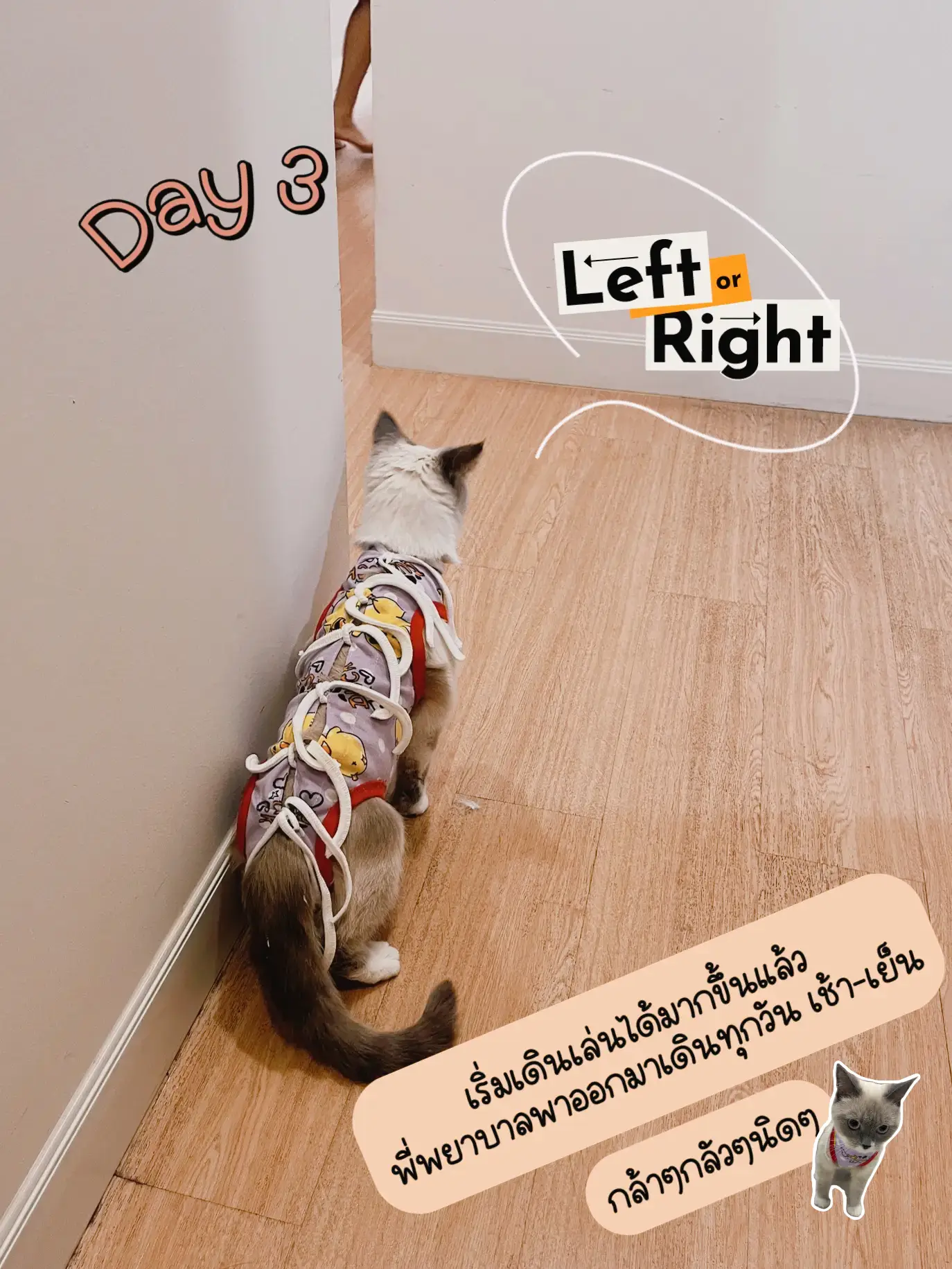 แชร์ประสบการณ์ พาแมวทำหมัน | แกลเลอรีที่โพสต์โดย meow | Lemon8