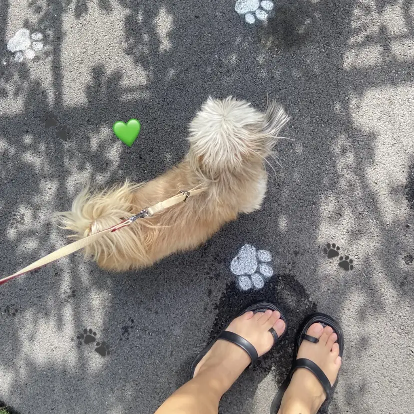 CDC Pet Park 💖🐾 พื้นที่ฟรีพาน้องหมาวิ่งเล่น | แกลเลอรีที่โพสต์โดย Rasarinrosielyn | Lemon8