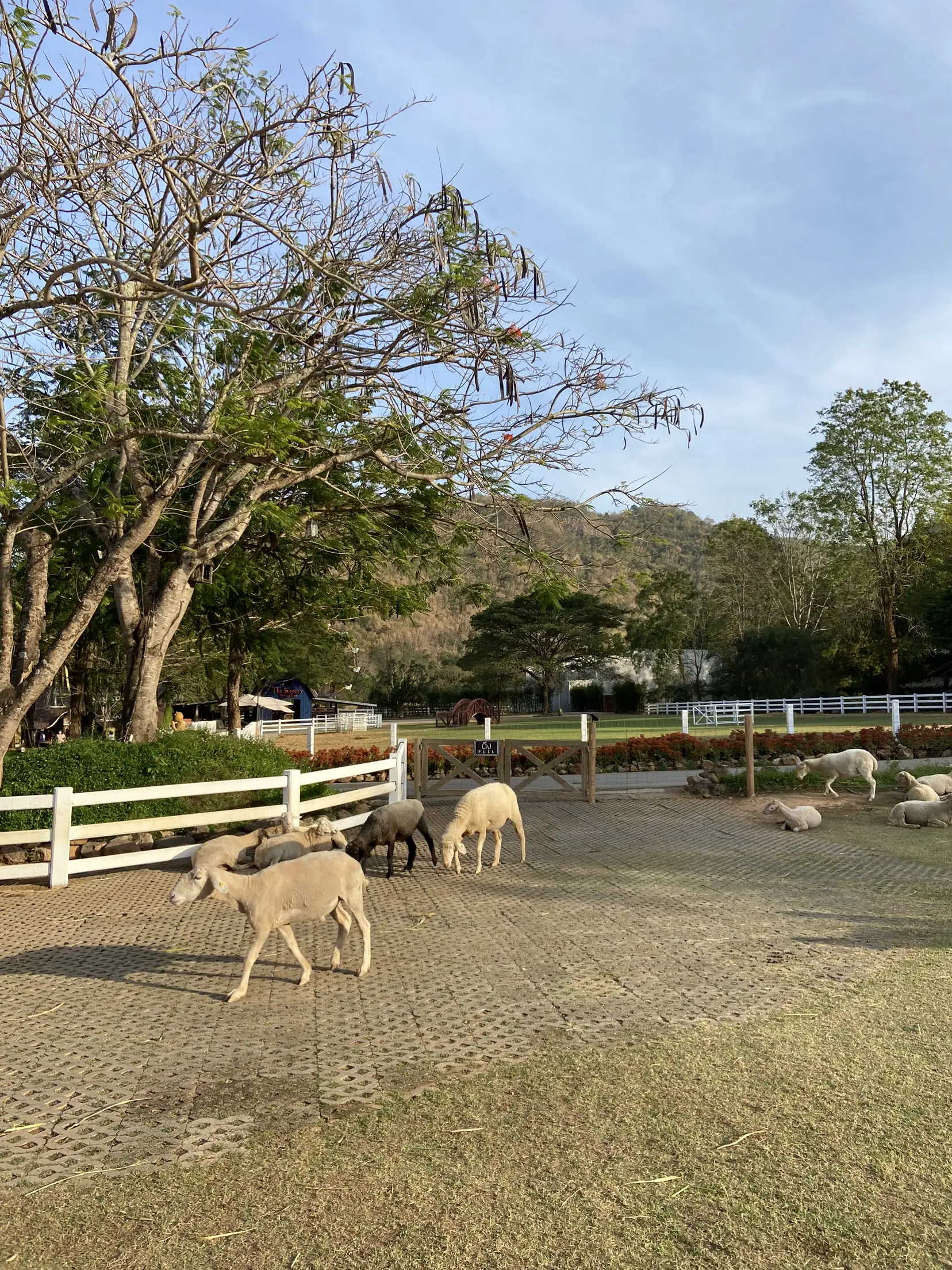 One day thip. 🐏🍦🌤️ | แกลเลอรีที่โพสต์โดย Rinee 🧁 | Lemon8