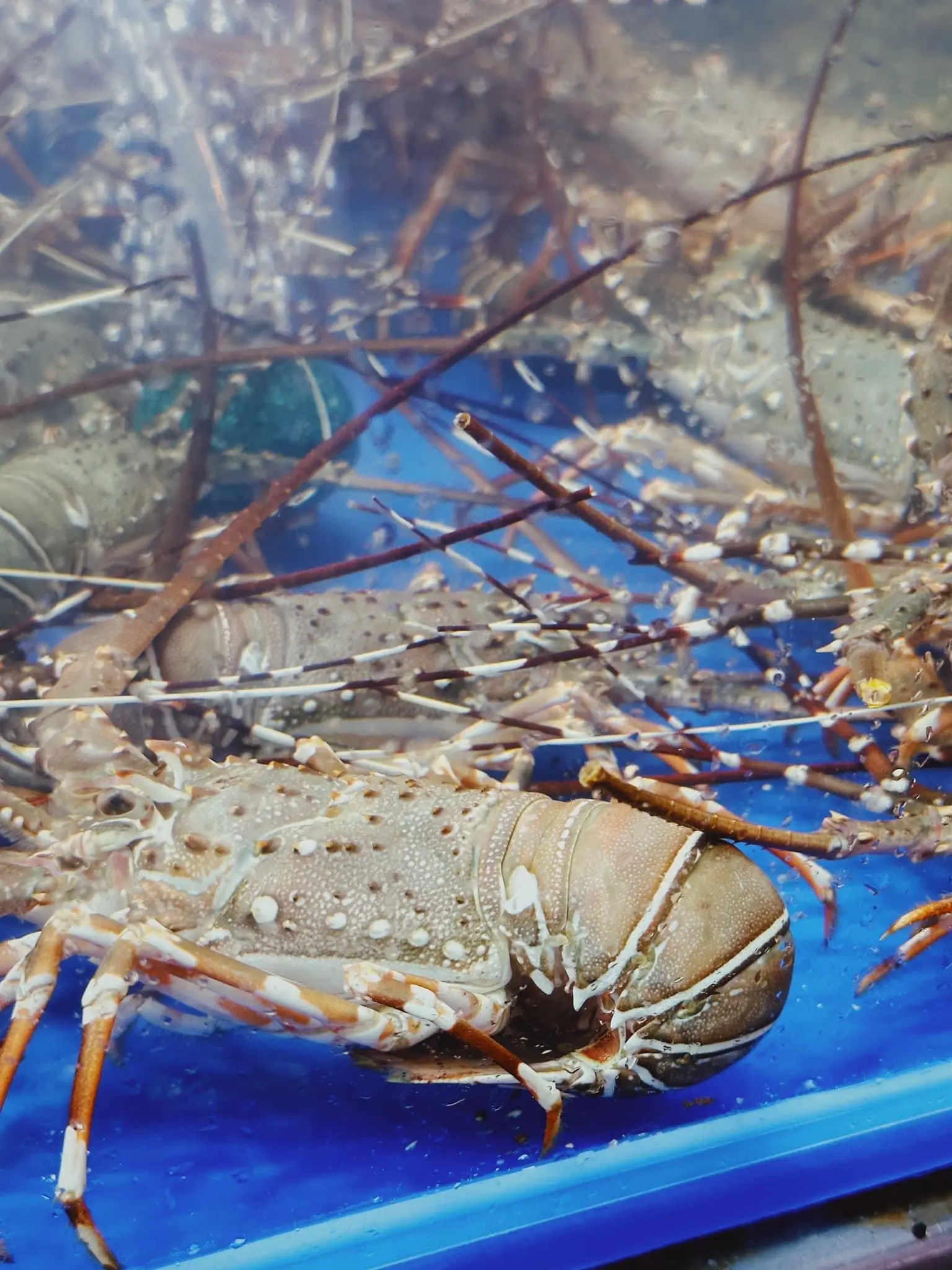 ซาชิมิกุ้งมังกรแค่199฿!! | แกลเลอรีที่โพสต์โดย NW Yokk | Lemon8