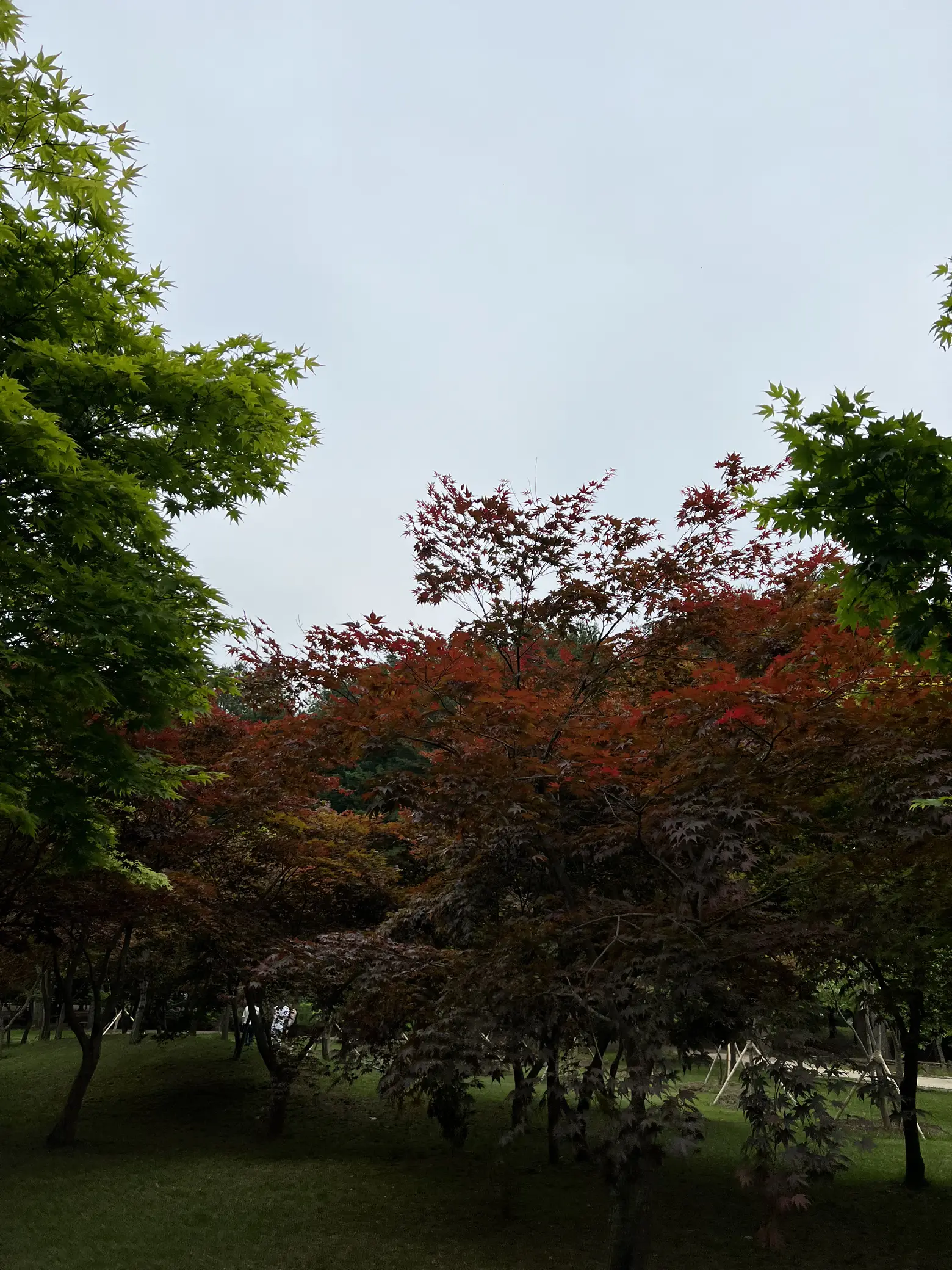 is nami island still worth the hype? | Gallery posted by idyllic | Lemon8