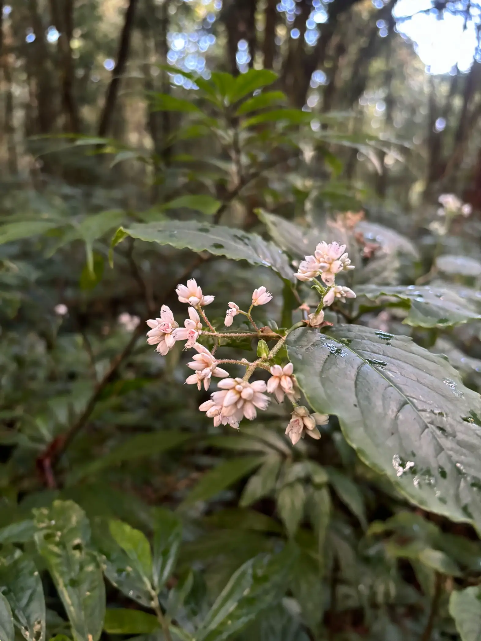 พาไปเดินกิ่วแม่ปาน | แกลเลอรีที่โพสต์โดย prem🦢🫧 | Lemon8