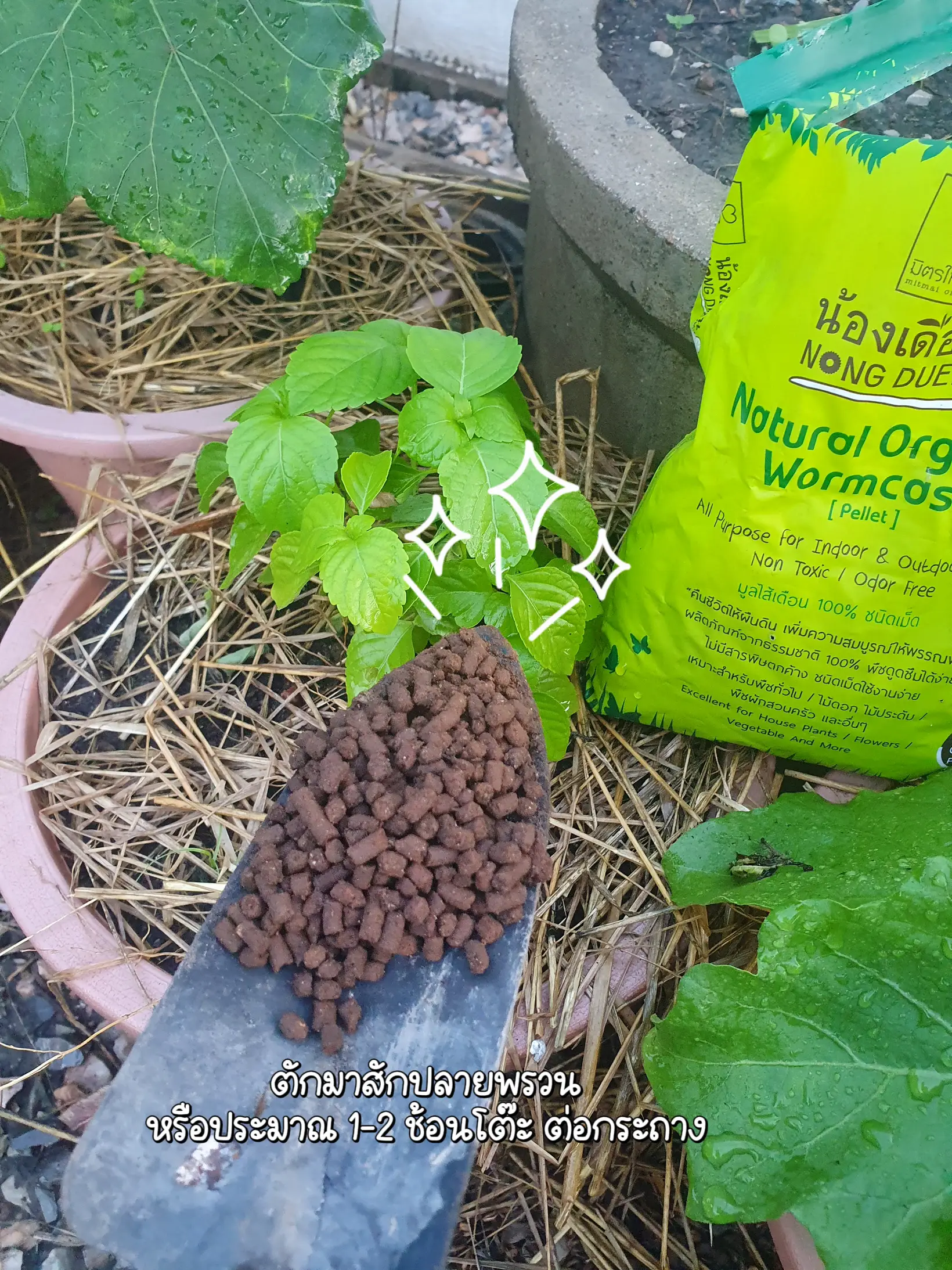 Good Soil from Nong Month 🍀 Vegetable Nourishing Earthworm Dung ...