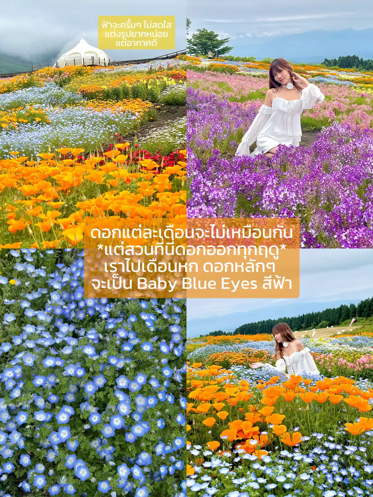 くじゅう花公園🌼เที่ยวสวนดอกไม้ Kuju ที่ญี่ปุ่นหน้าฝน เฟลหรือฟิน!? | แกลเลอรีที่โพสต์โดย New Vanida | Lemon8