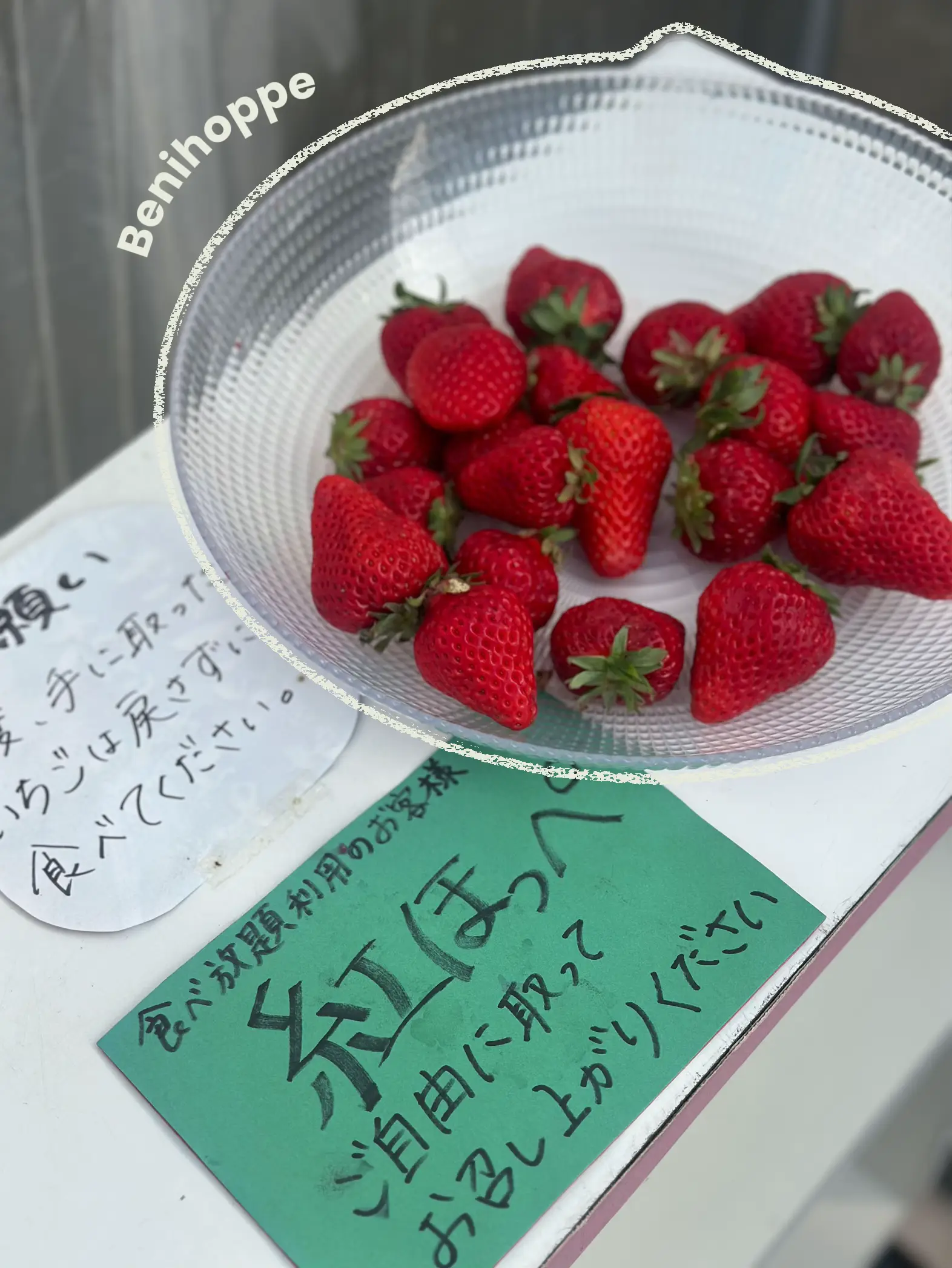 ไปเก็บสตรอว์เบอร์รี่ที่ฟุกุโอกะกันเถอะ 🍓 | แกลเลอรีที่โพสต์โดย Ma'miew ...