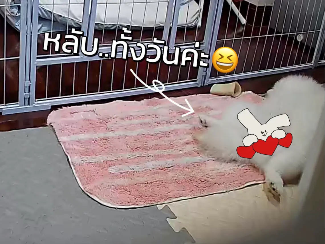 1 วัน ของน้องปอม #homealone | แกลเลอรีที่โพสต์โดย Moobin Cuddle | Lemon8