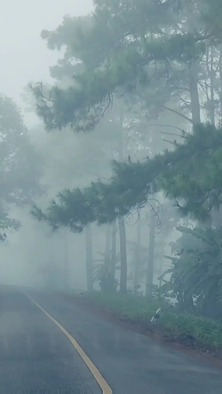 ม่านหมอก ผาฮี้..เชียงราย | วิดีโอที่เผยแพร่โดย POOPUU | Lemon8