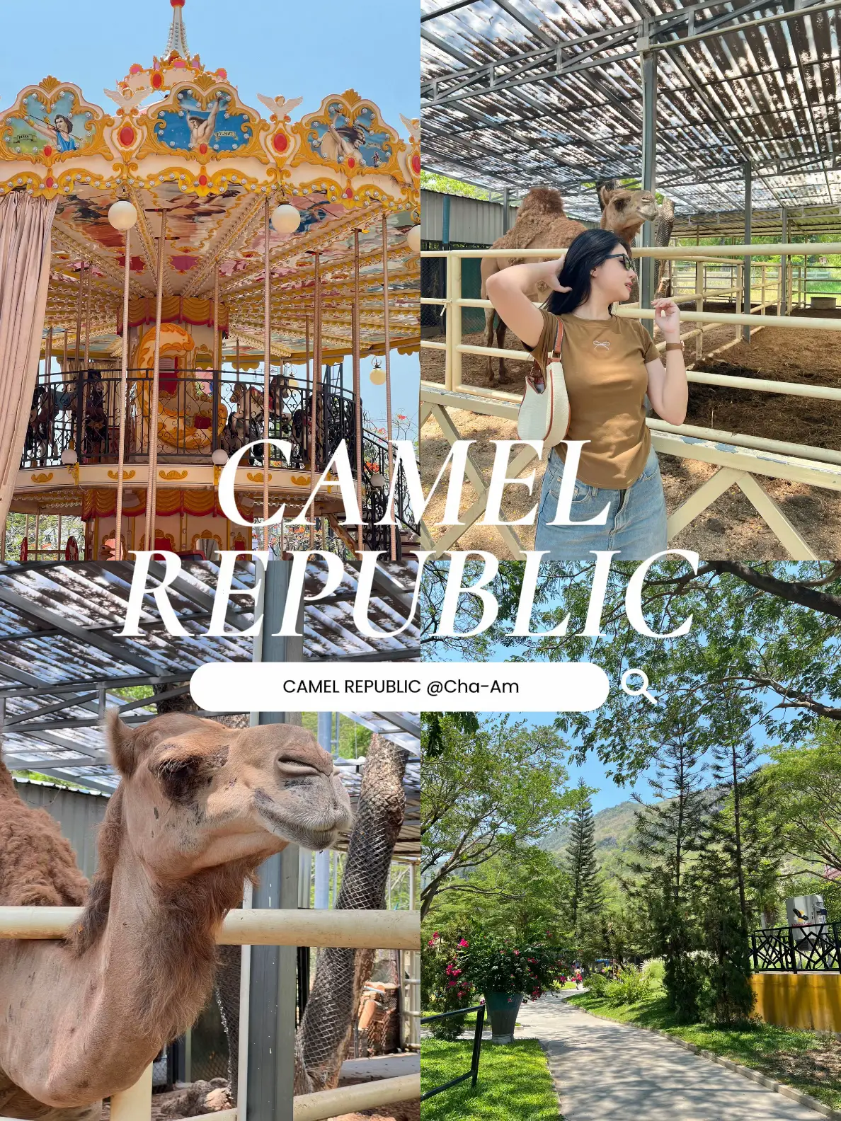 CAMEL REPUBLIC | @Cha-Am 🐪 | แกลเลอรีที่โพสต์โดย ˚୨୧⋆aumcq ｡ | Lemon8