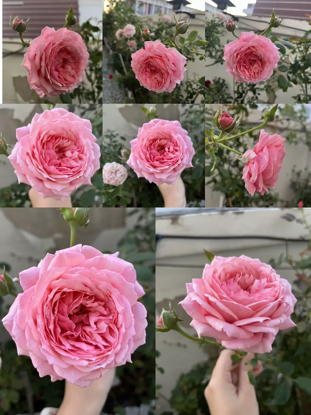 Lady Heirloom Rose 🌹 | แกลเลอรีที่โพสต์โดย RosebyKocoa | Lemon8