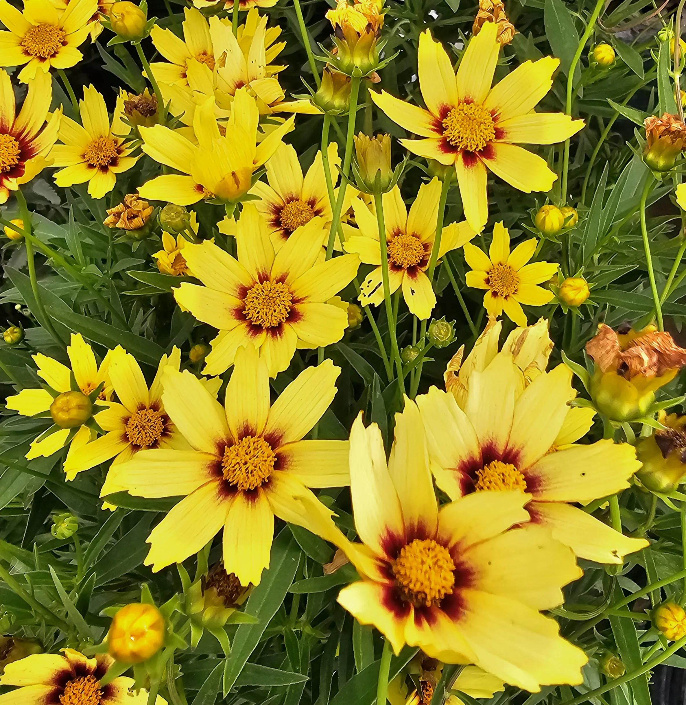#จันทร์ฉาย #พระจันทร์ฉาย #ต้นจันทร์ฉาย #coreopsis | แกลเลอรีที่โพสต์โดย ...