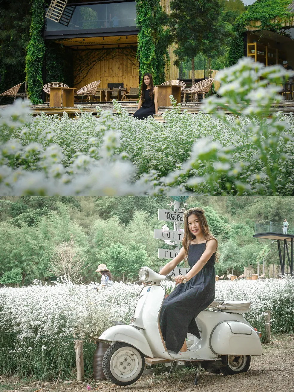 Cutter flower | CHAN nature cafe' ทุ่งคัตเตอร์ กาญ | แกลเลอรีที่โพสต์ ...