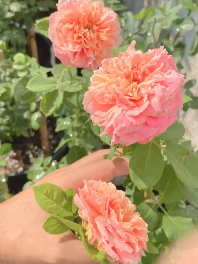 🌹 Hey rose แนะนำสายพันธุ์ กุหลาบเลี้ยงง่ายกันคับ | แกลเลอรีที่โพสต์โดย ...