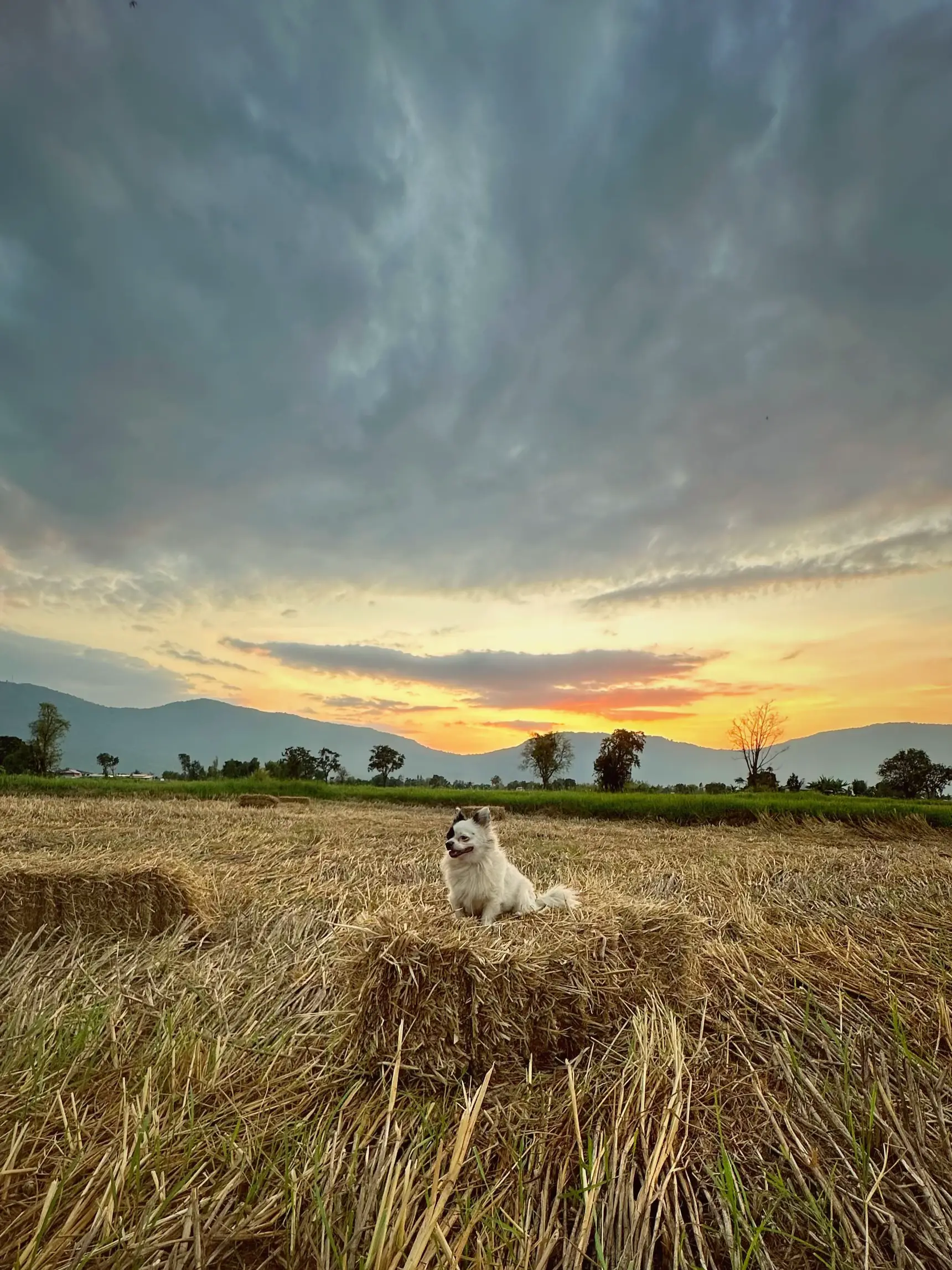 ทุ่งนาหน้าหนาว | แกลเลอรีที่โพสต์โดย Pu Ozone | Lemon8