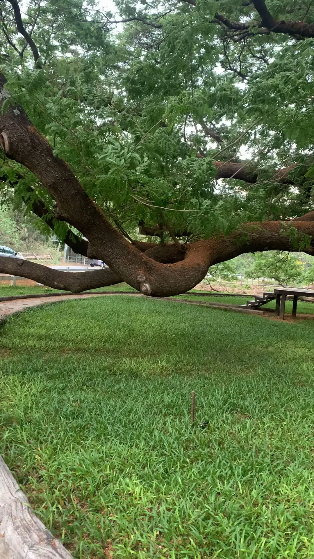 Kanchanaburi Giant Cham Tree # | Video published by Kookkik | Lemon8