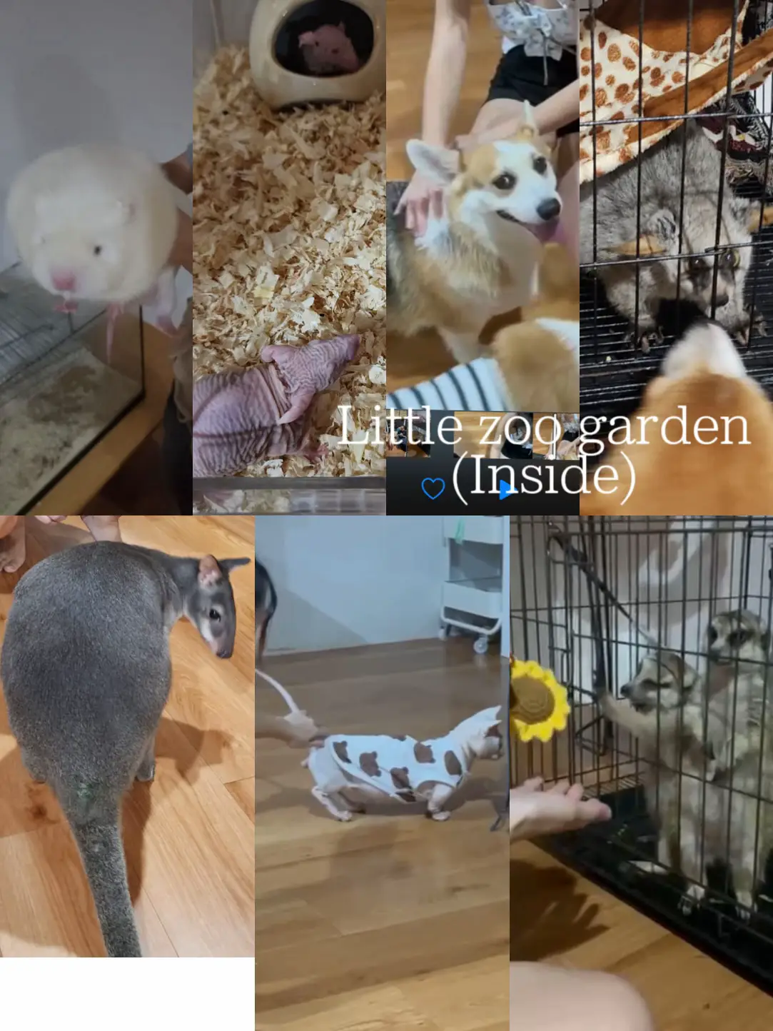 Little zoo Garden in BKK 🥰 | Gallery posted by Honey | Lemon8