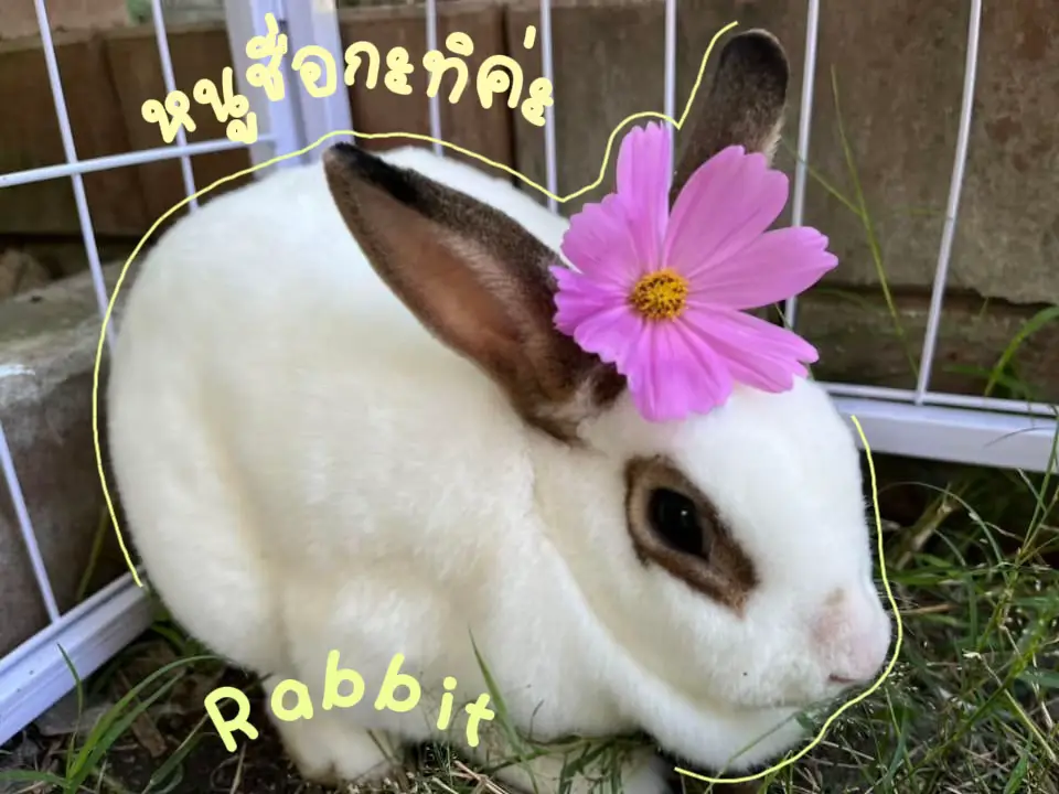 Rabbit | แกลเลอรีที่โพสต์โดย Sirin garden | Lemon8