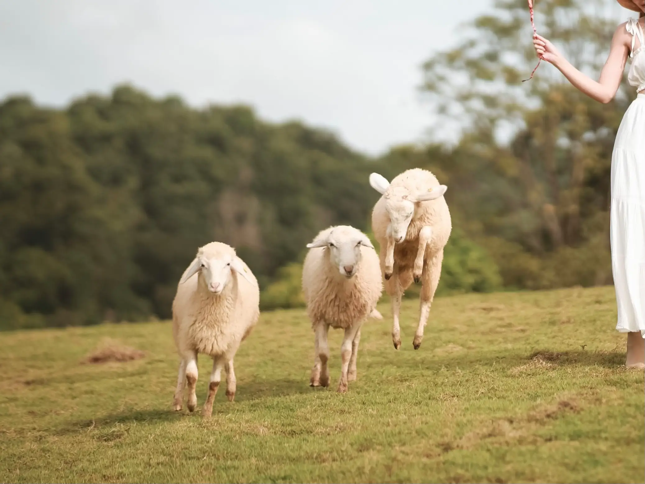 🐑วิ่งเล่นกับน้องแกะบนเนินเขา 𝗠𝗔𝗘𝗞𝗘𝗘 𝗦𝗛𝗘𝗘𝗣 𝗛𝗢𝗨𝗦𝗘 | แกลเลอรีที่โพสต์โดย May’s Journey | Lemon8