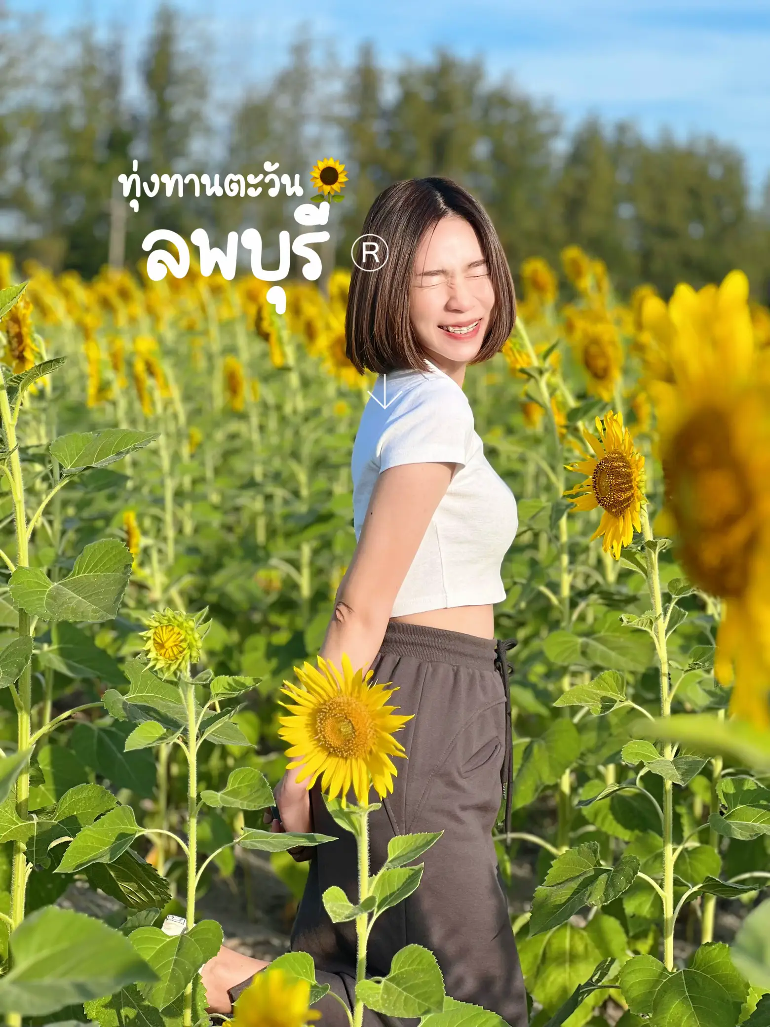 ทุ่งทานตะวันลพบุรี | แกลเลอรีที่โพสต์โดย Lada_🤍 | Lemon8